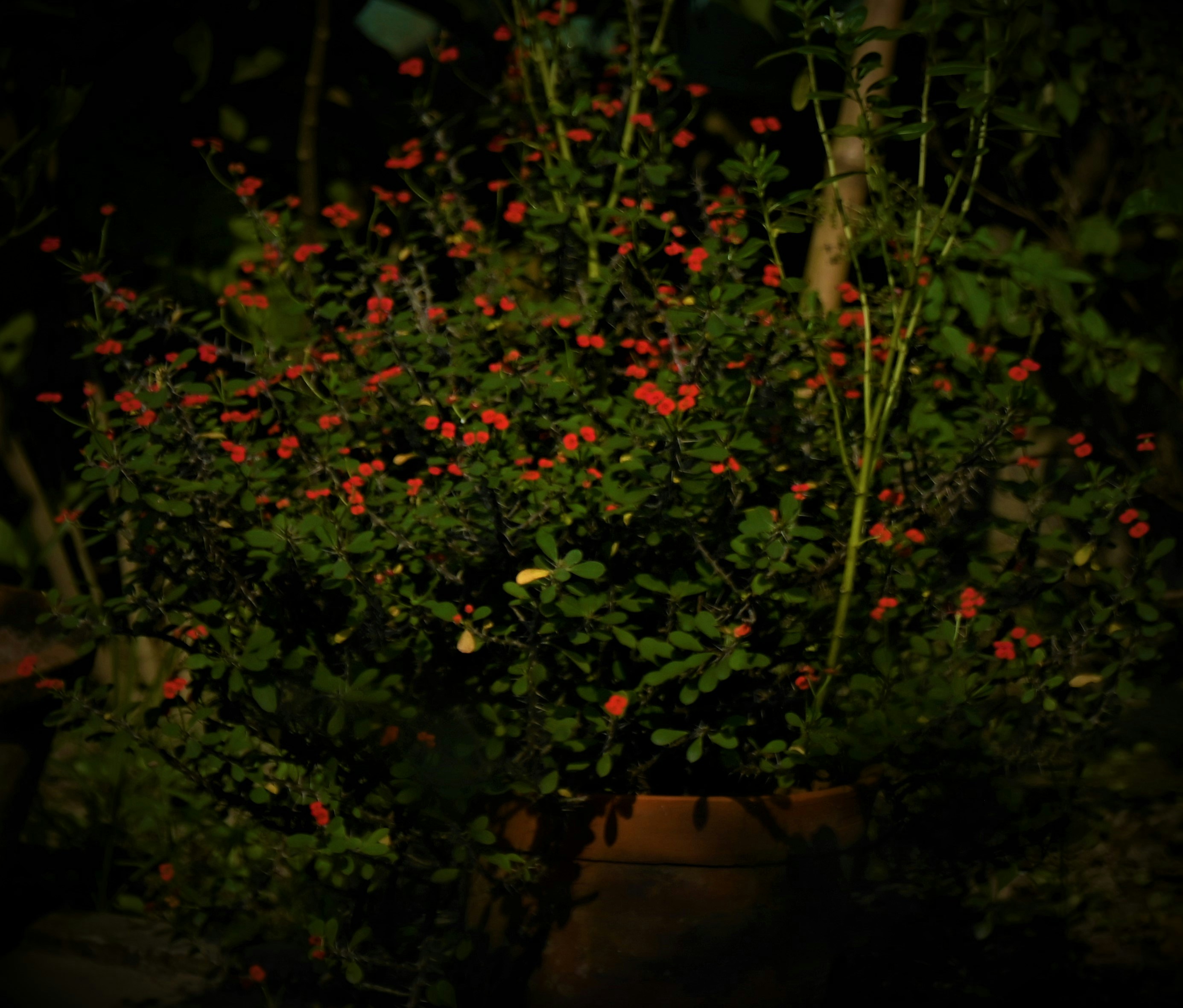 Photo by AJOY DAS with Nikon Z5