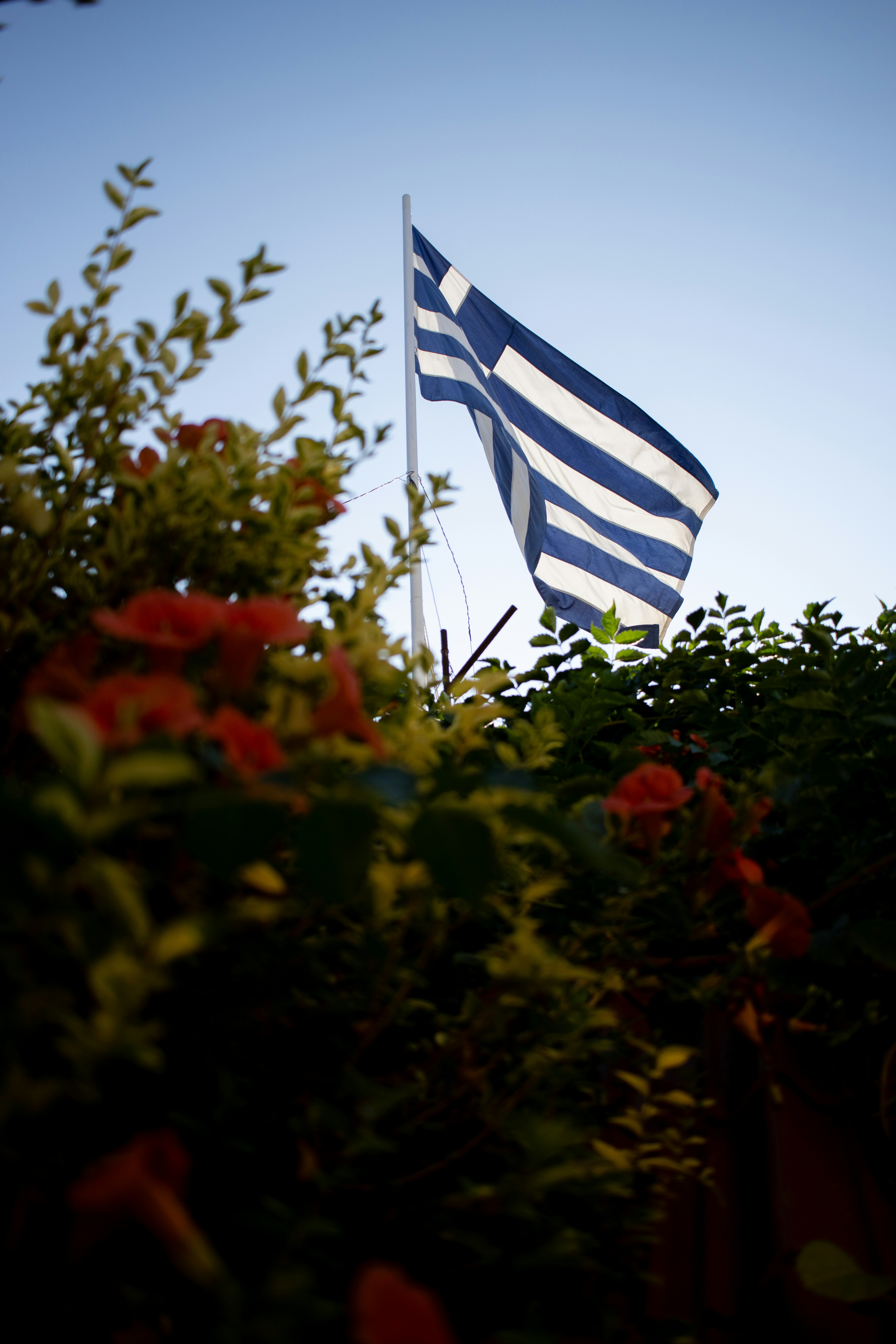 Greek Flag Rising Above a Garden of Red Blooms