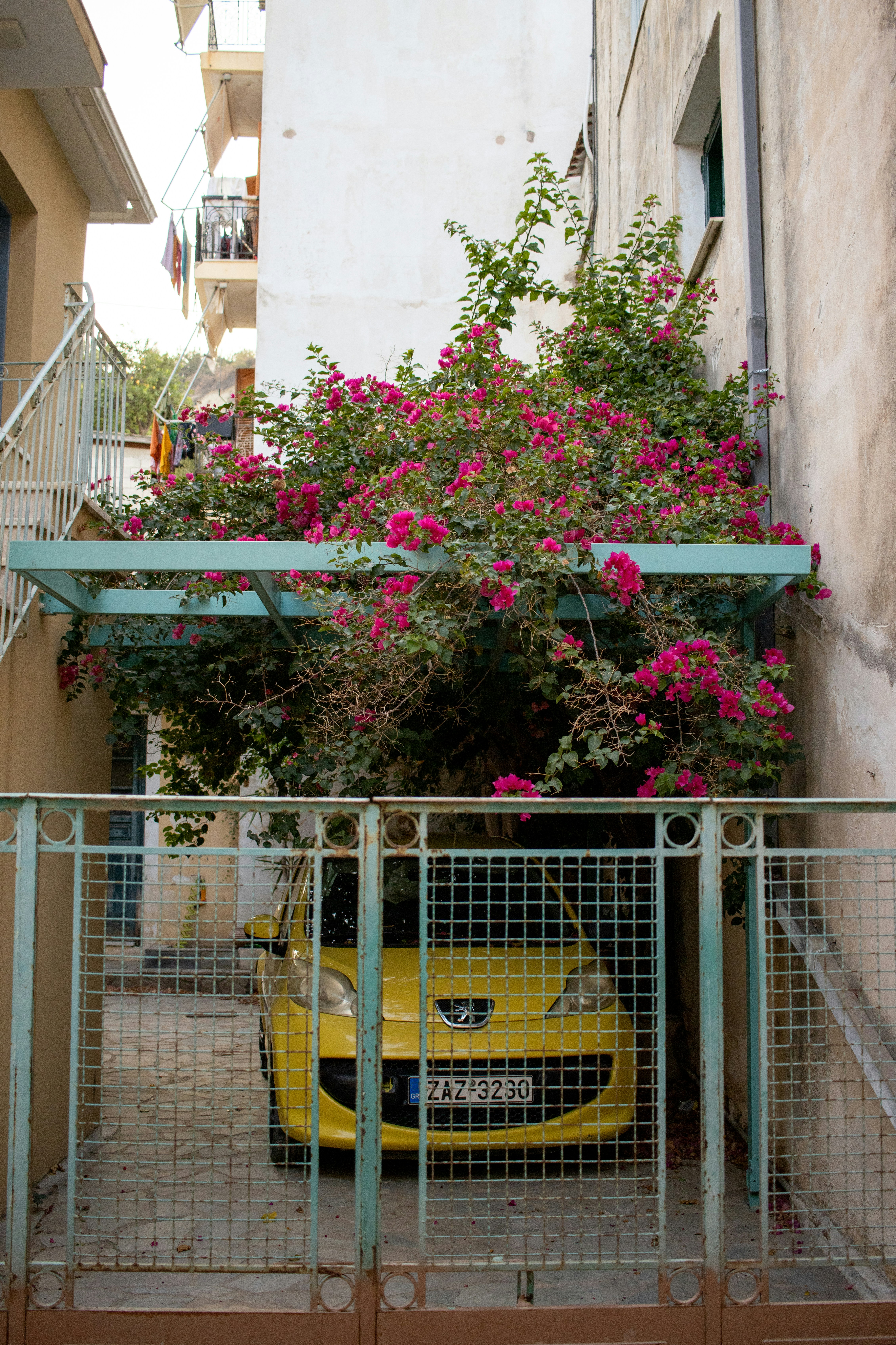 Yellow peugeot under a tree of flowers