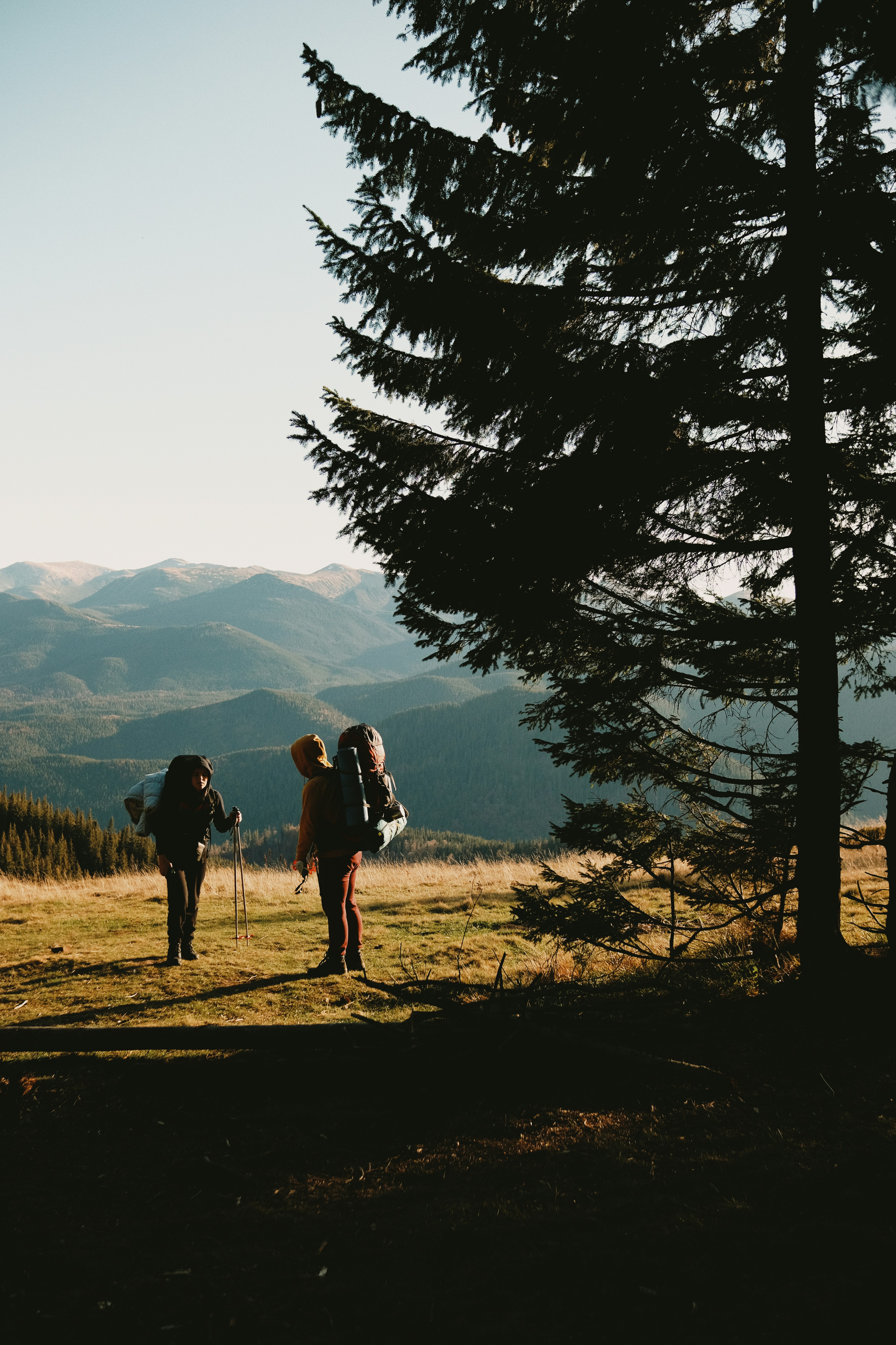 Hikers with backpacks and trekking poles walk through sunlit mountains framed by a towering pine tree.