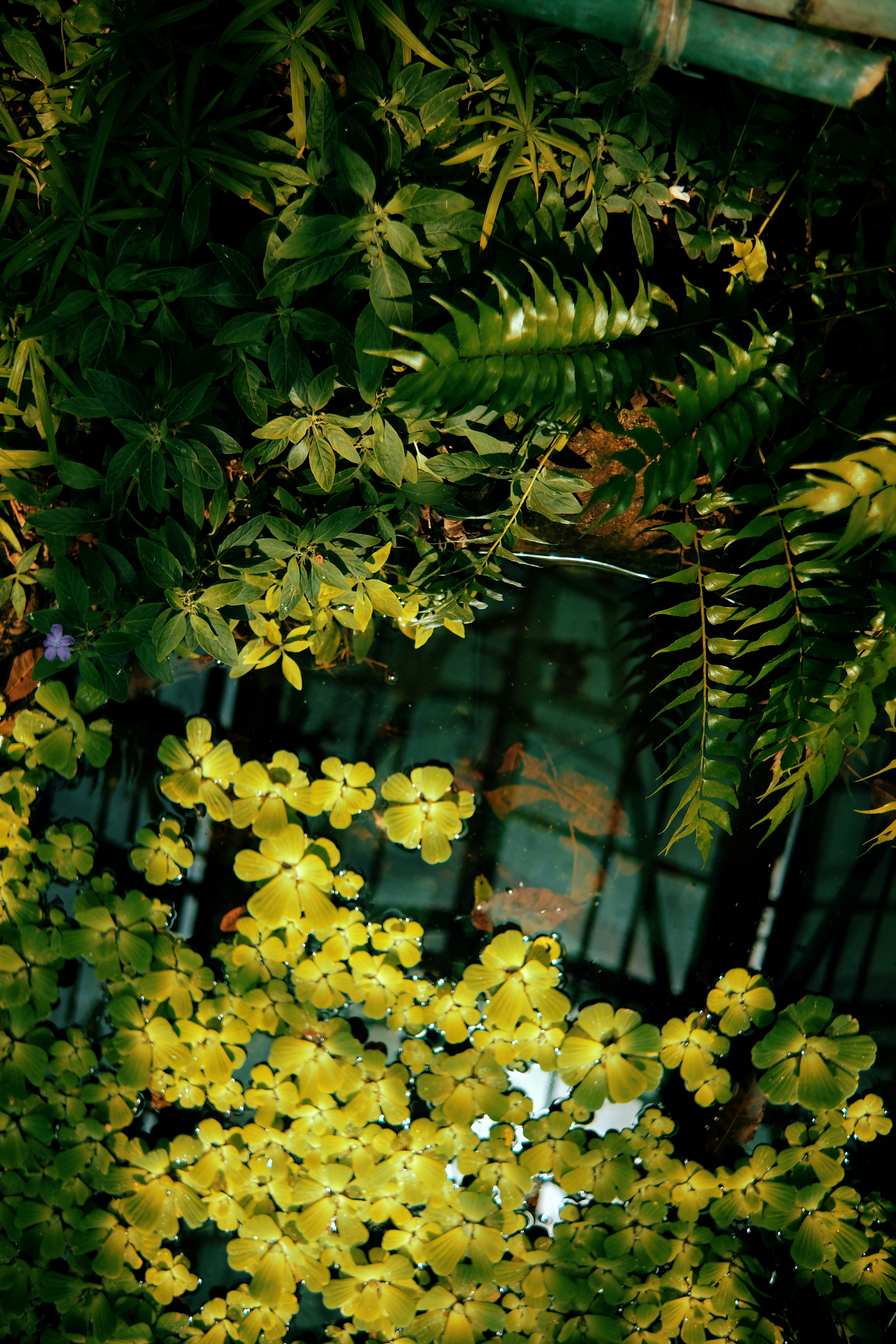 Green and gold under glass: yellow blossoms punctuate tropical fronds