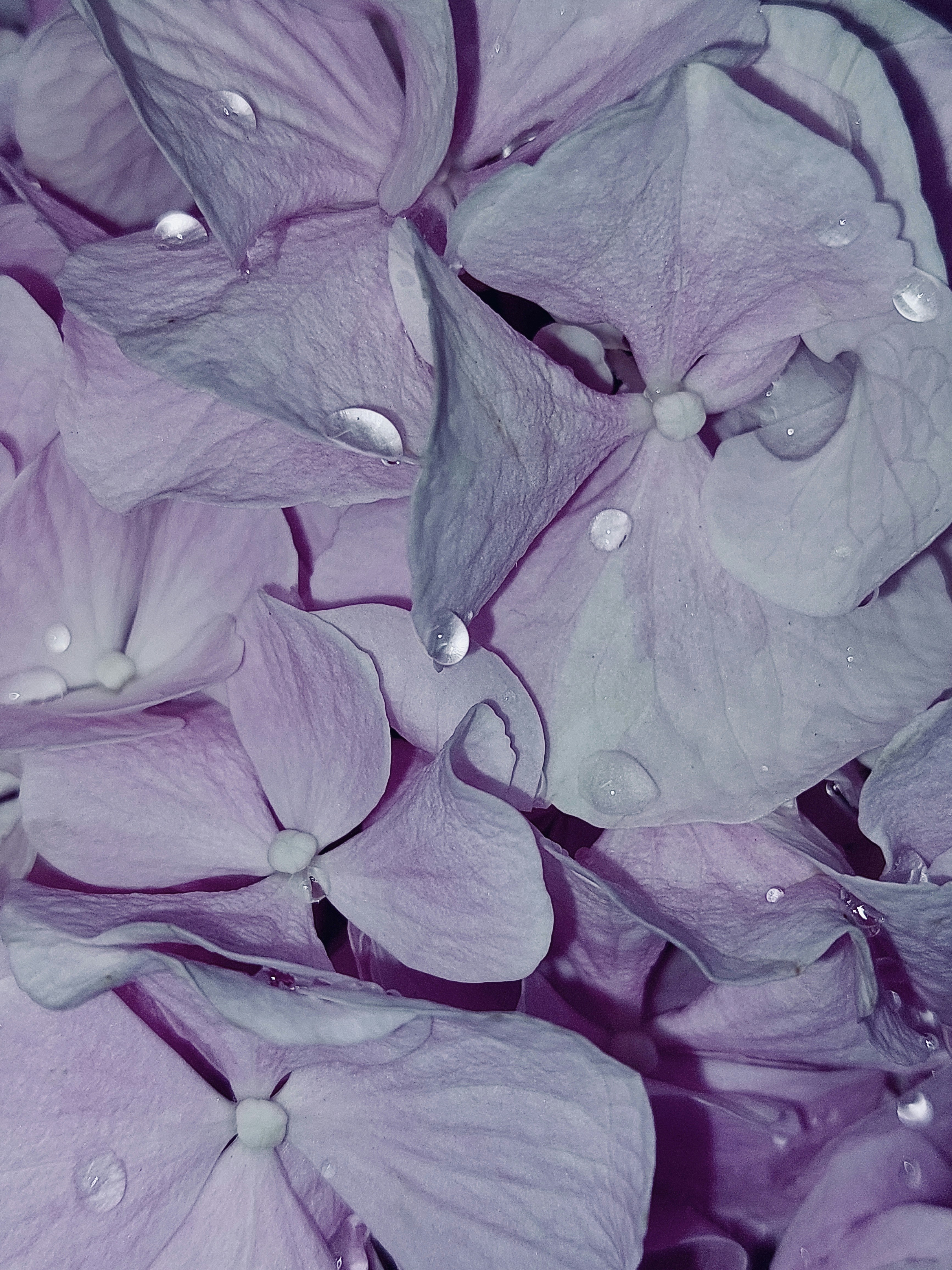 Photo by Mary Borozdina with Samsung Galaxy A52