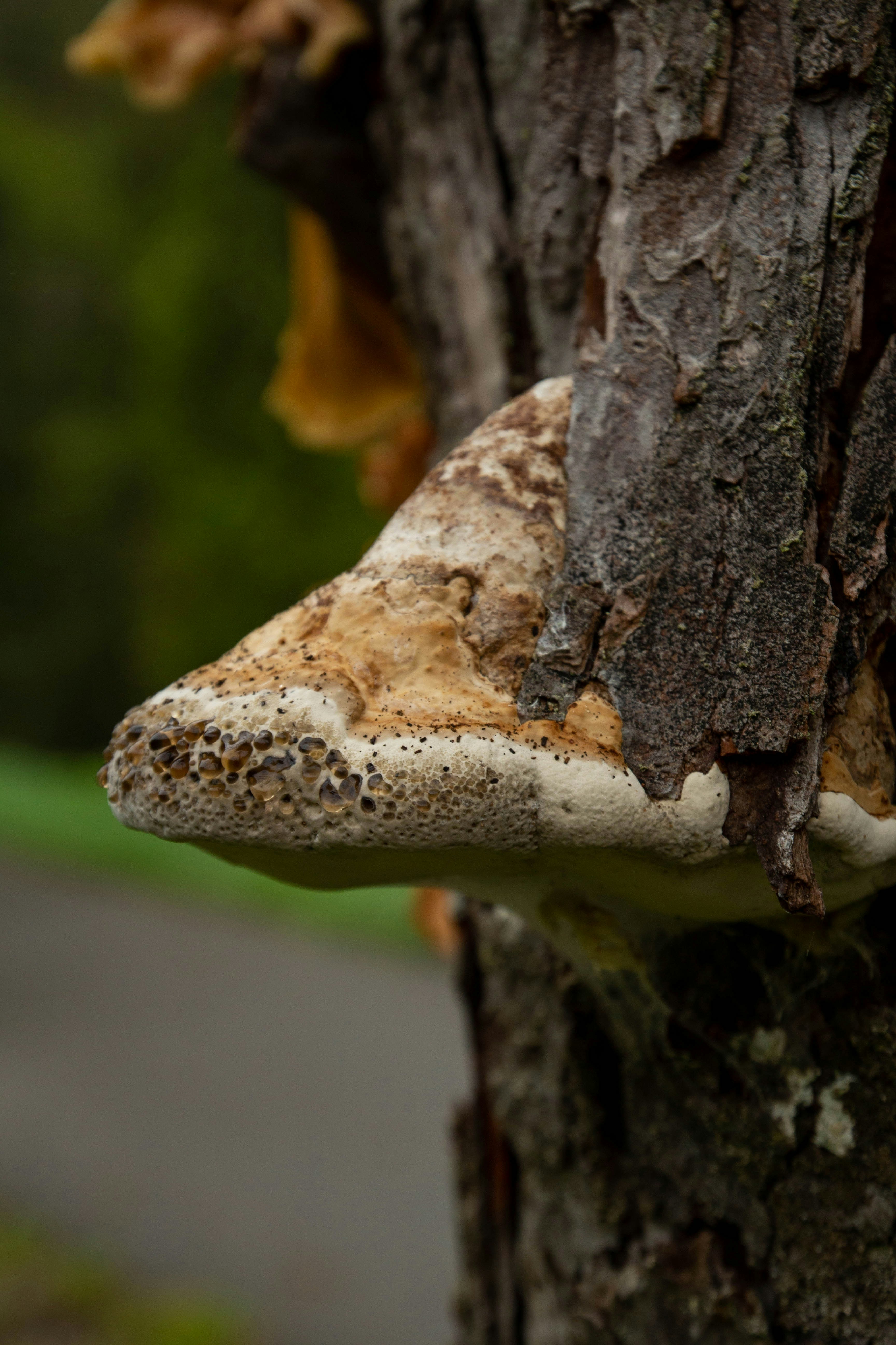 Weathered Trunk's Quiet Architect: A Shelf Fungus in Close Focus