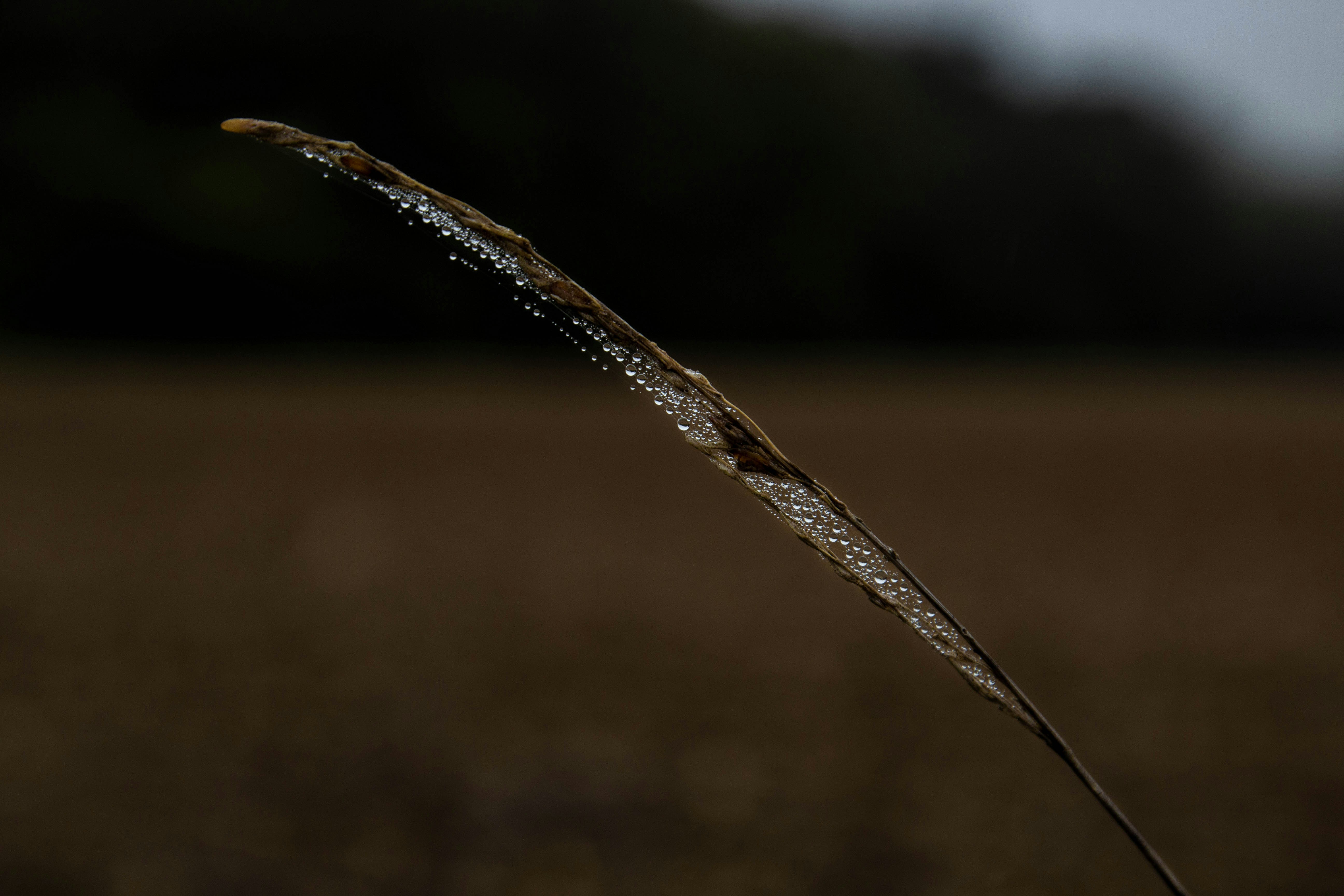 Dew-kissed Grass Blade Curves Across a Shadowed Field