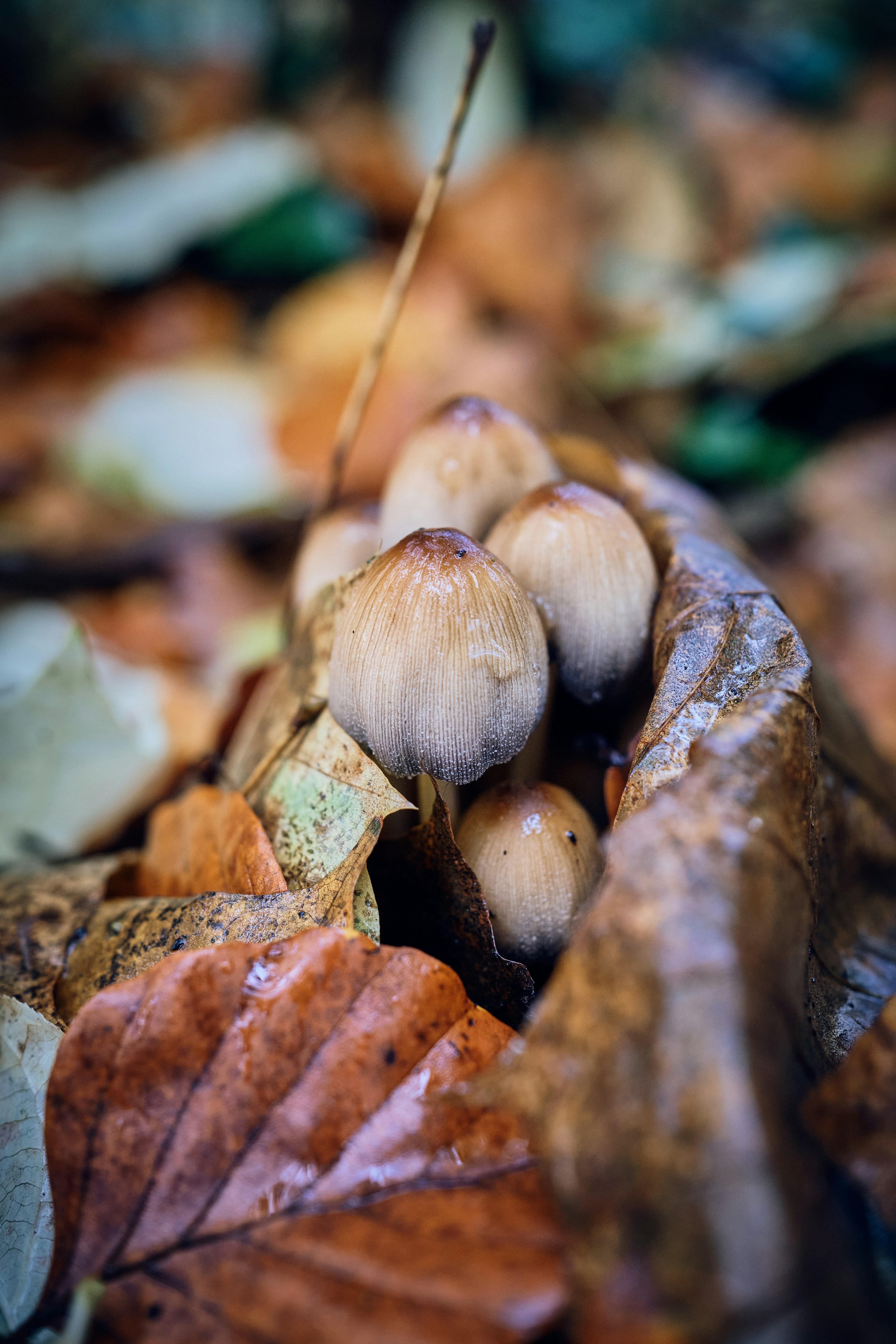 Mushroom cluster rising from a quiet autumn leaf quilt
