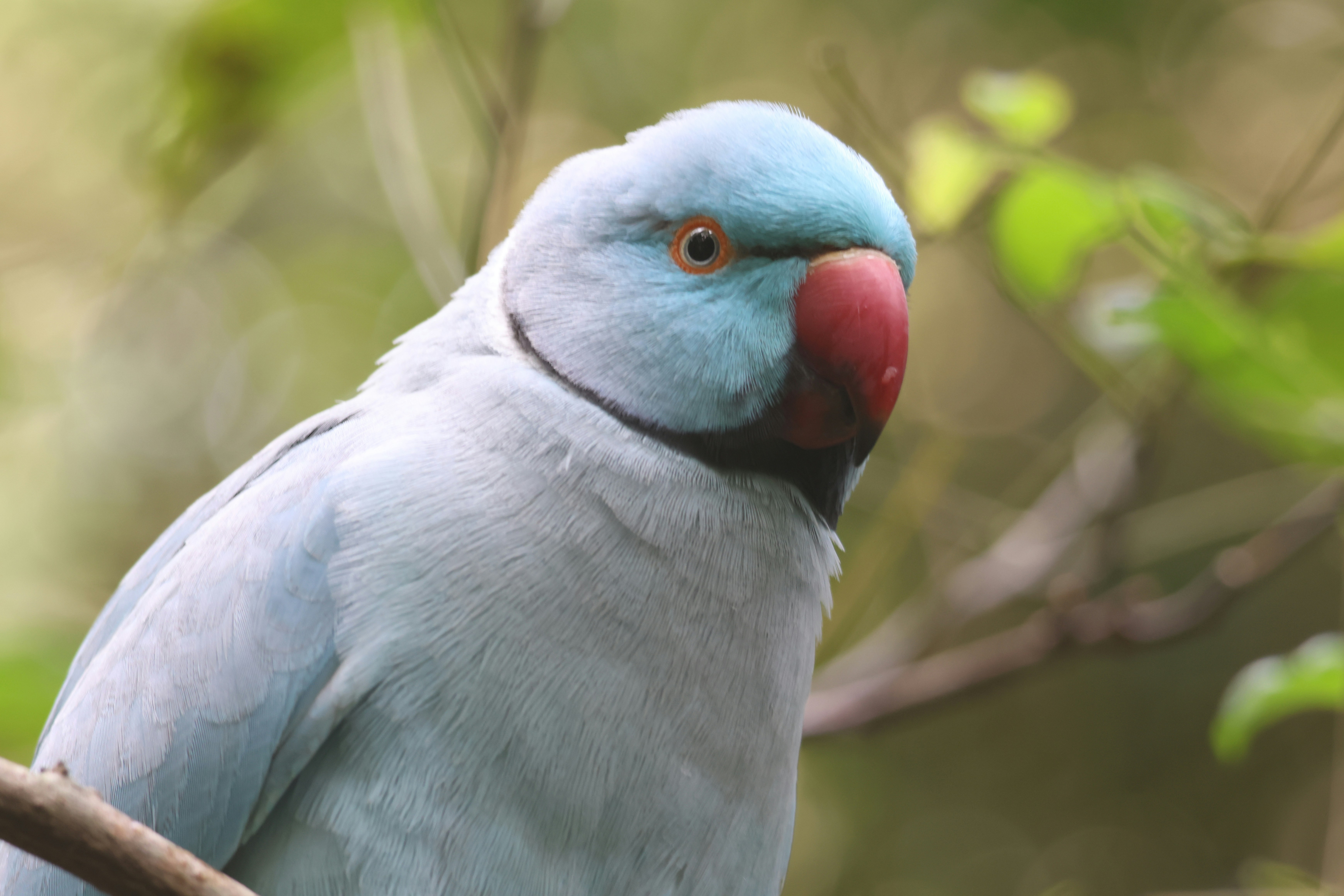 A blue and red bird sitting on a tree branch photo – Free Animal Image ...