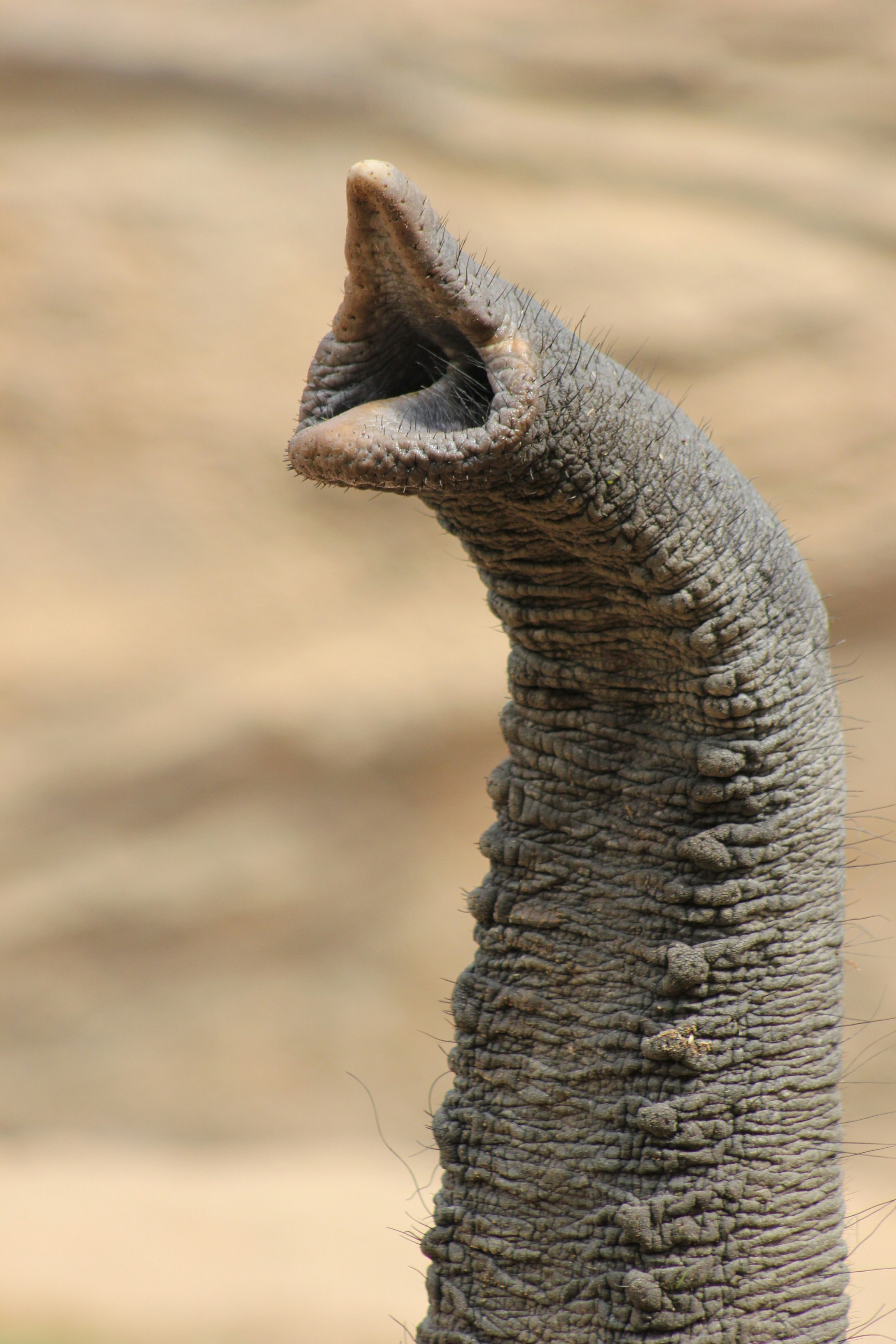 An elephant's trunk reaching upward, showcasing its textured surface against a blurred natural backdrop.