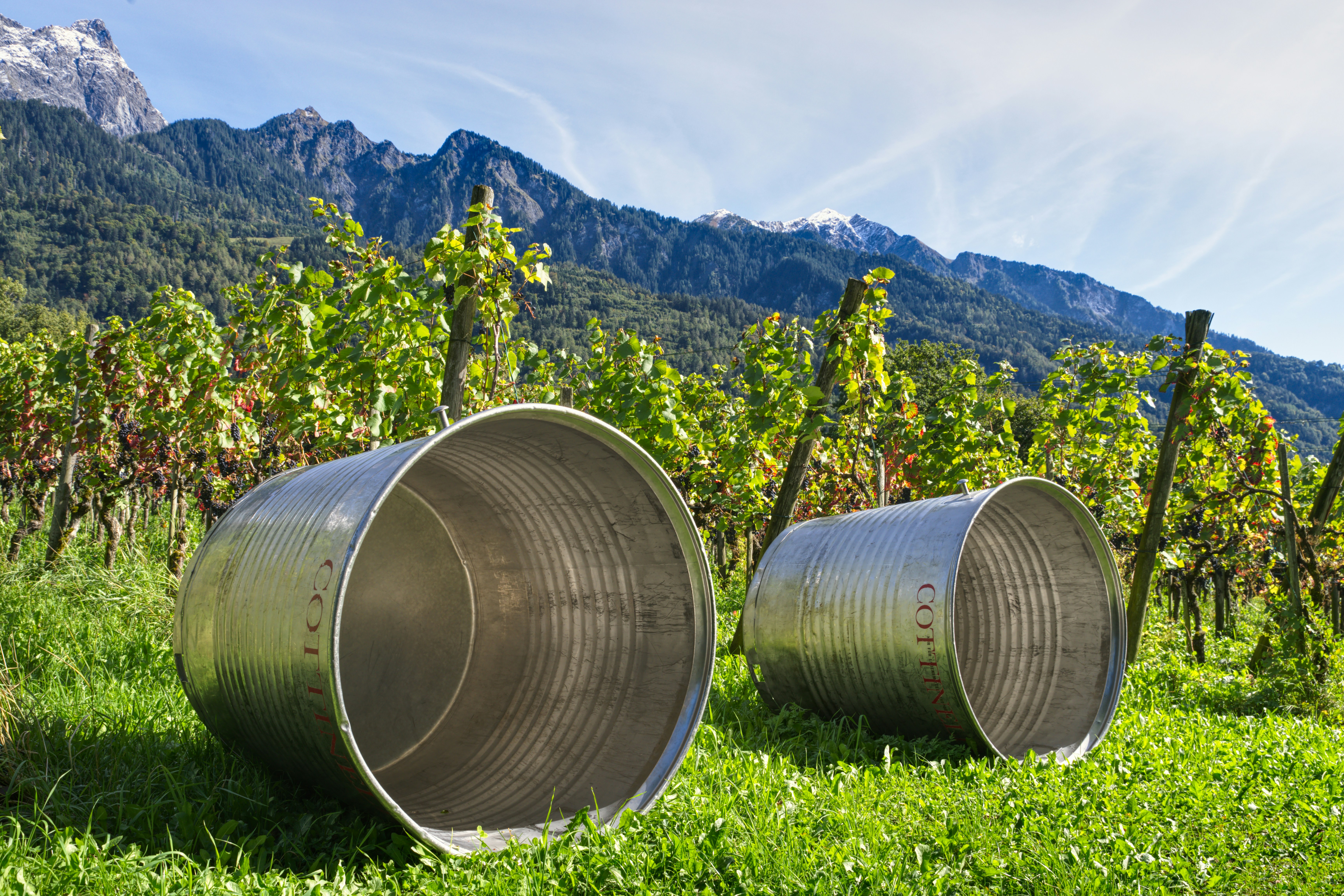 Vineyard Vessels Resting Under Alpine Light