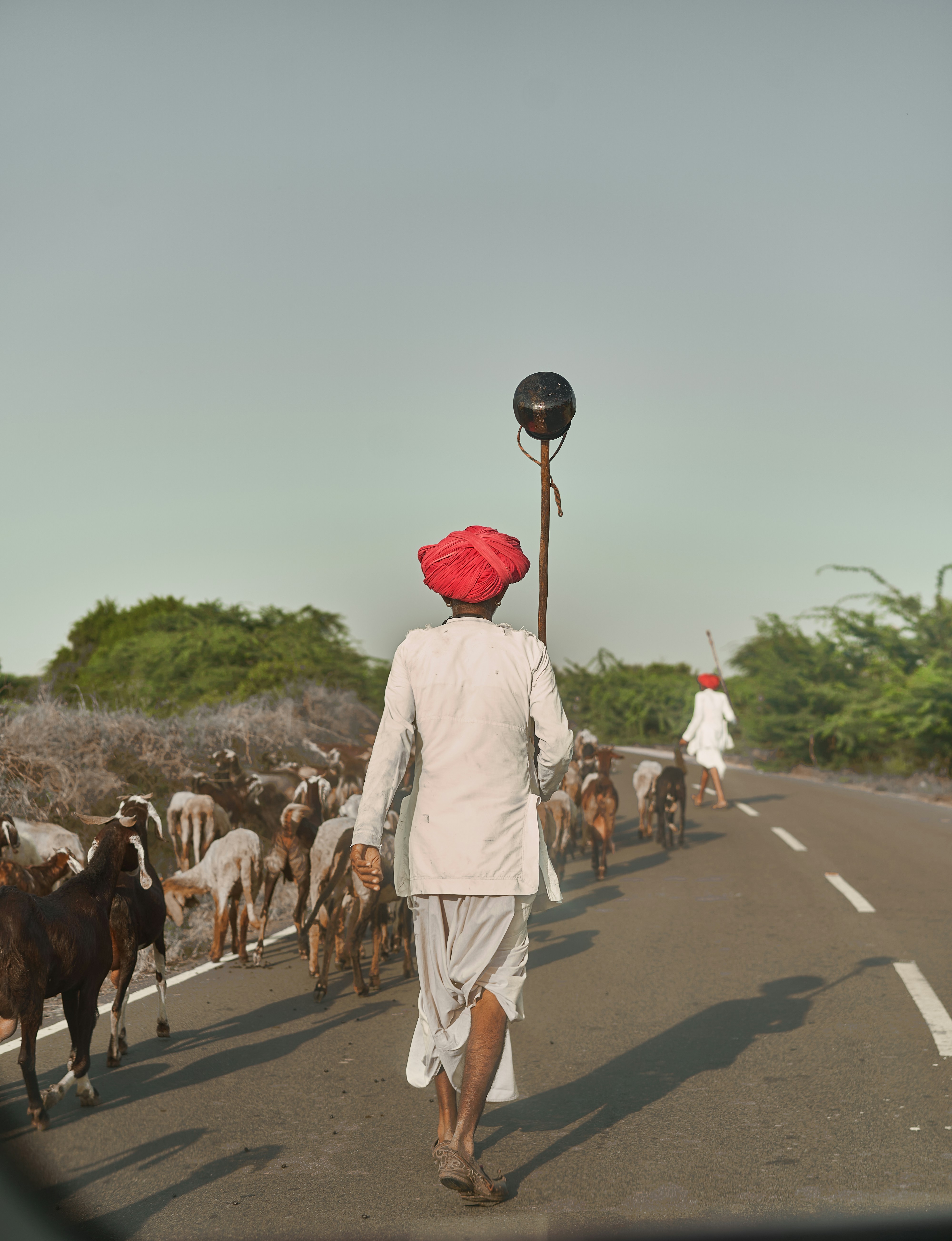 Red Turban, White Garb: A Roadside Herding Moment