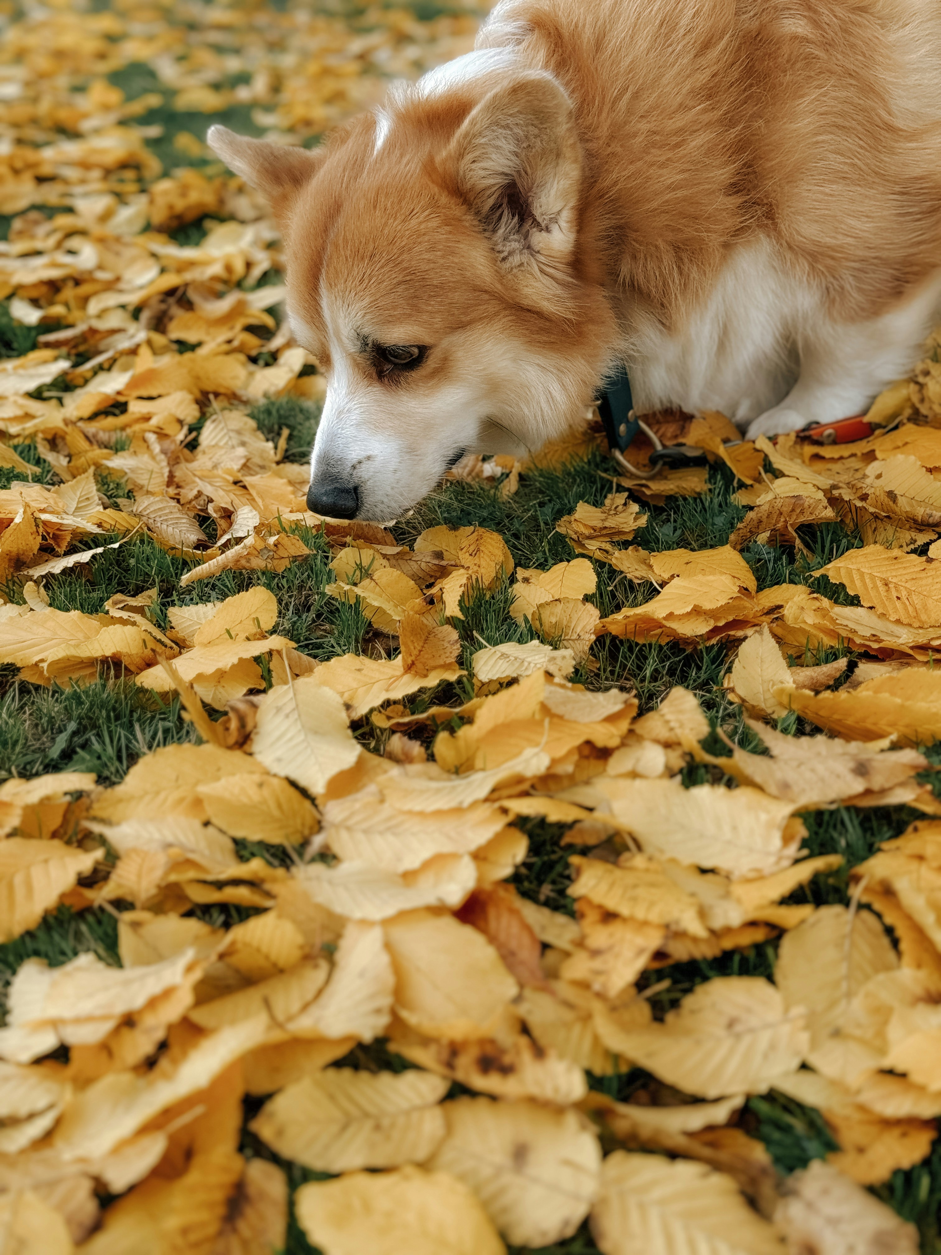 Autumn Sniff: Corgi's Leaf-Litter Serenade