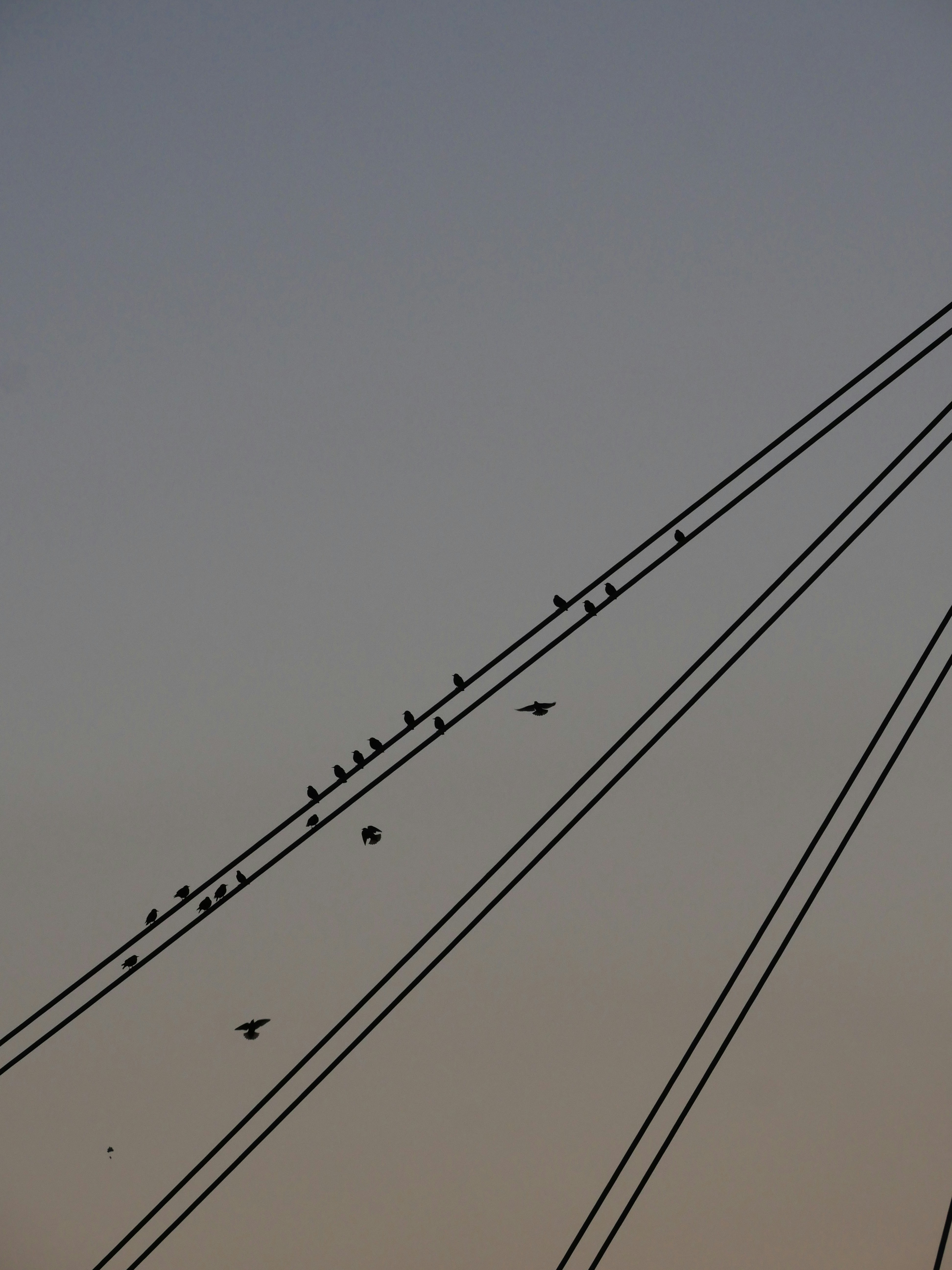 A flock of birds sitting on top of power lines photo – Free Natural ...