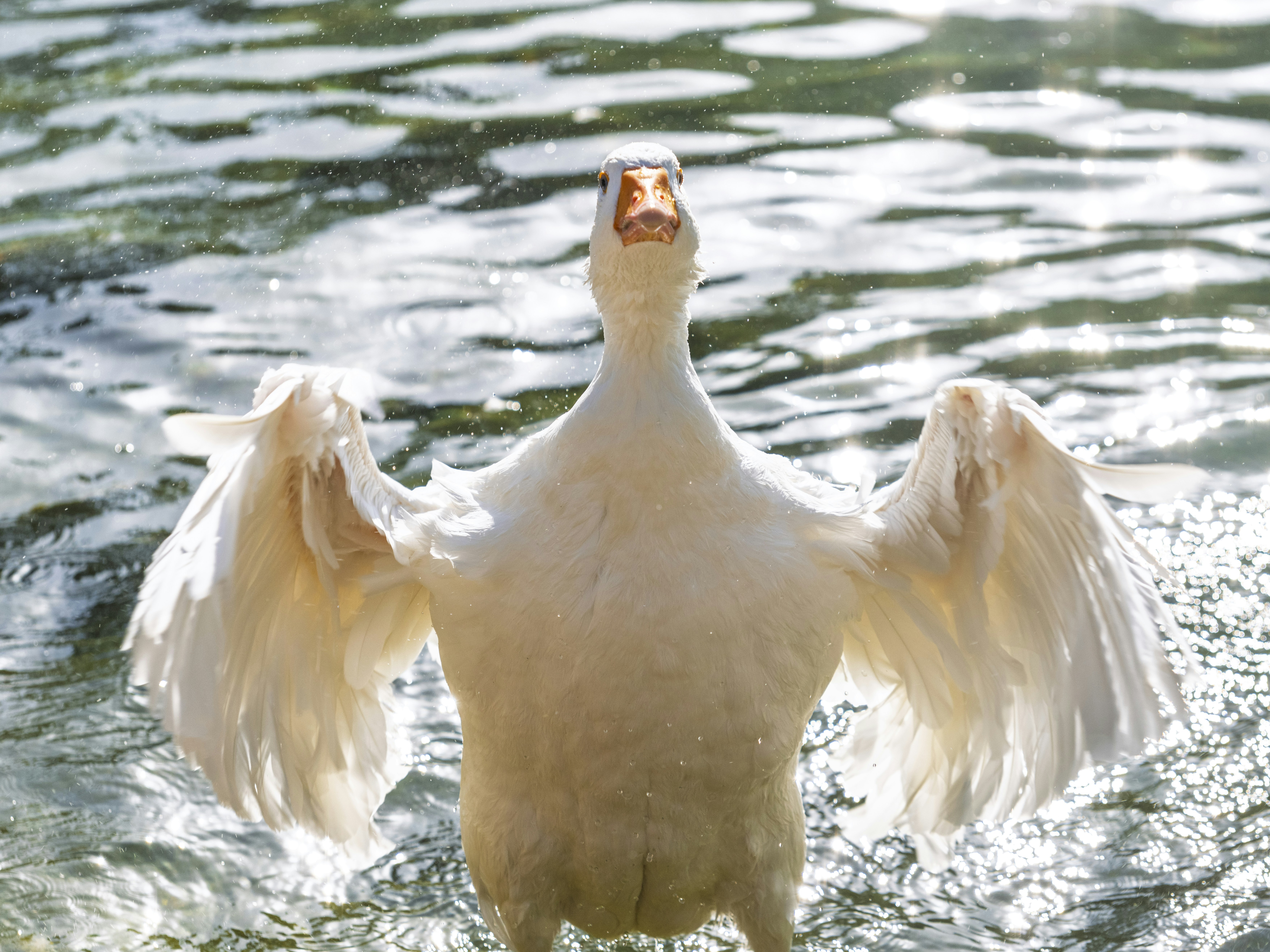 Full-Spread Majesty on a Sunlit Pond
