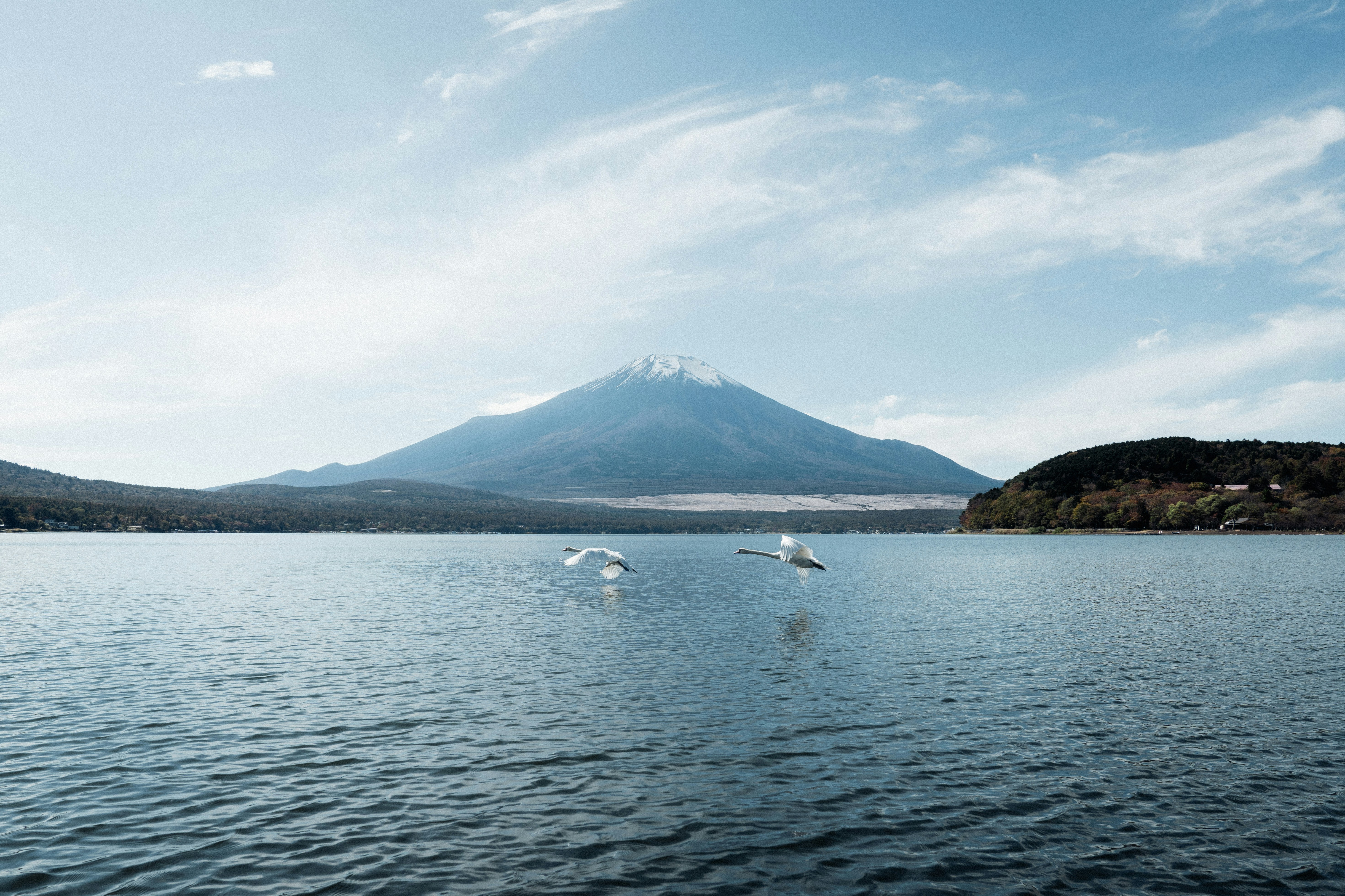Swans glide across a tranquil lake with a majestic mountain looming under a bright blue sky.