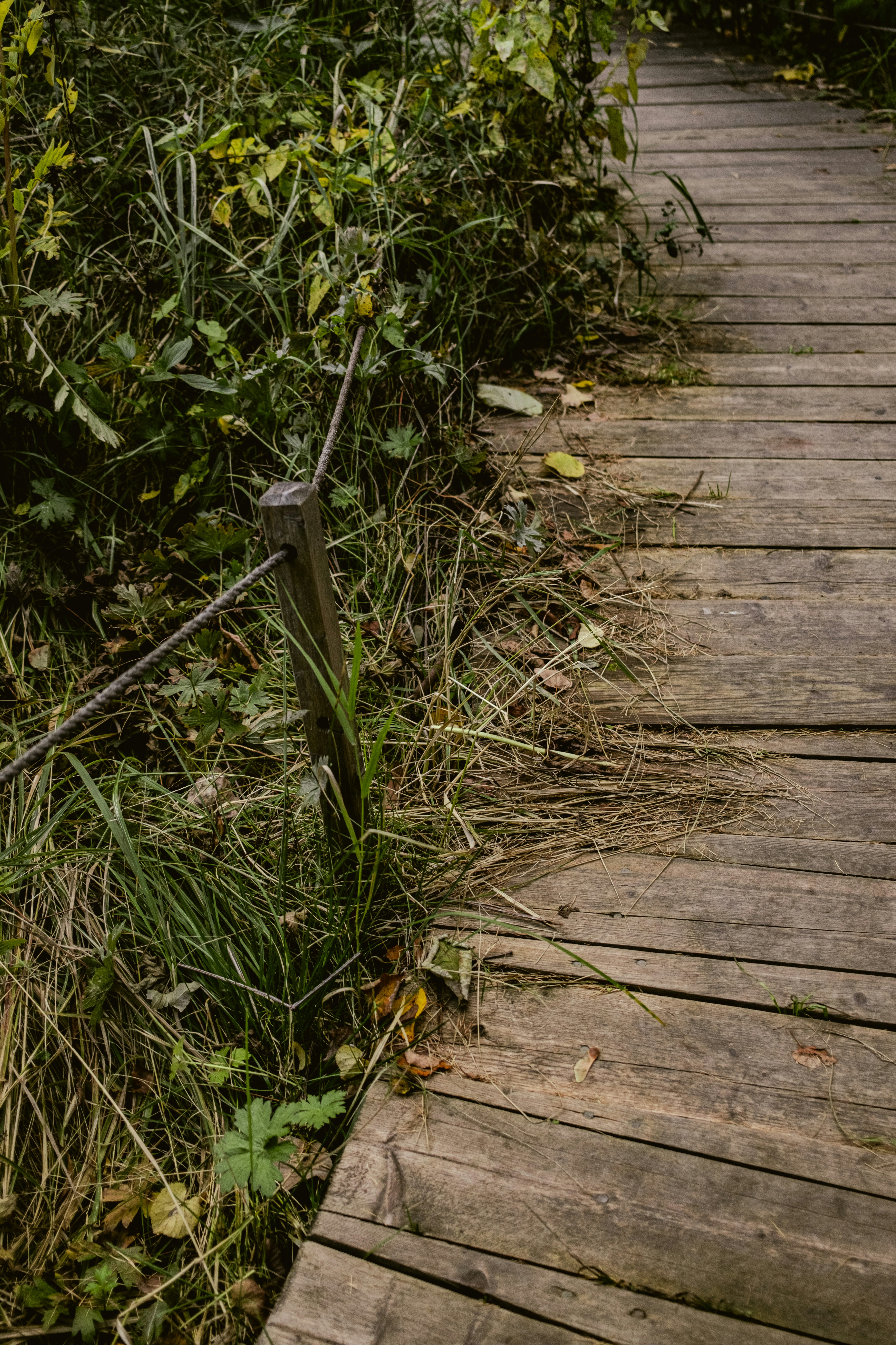 Edge of the Path: A Weathered Boardwalk Entwined with Quiet Greenery