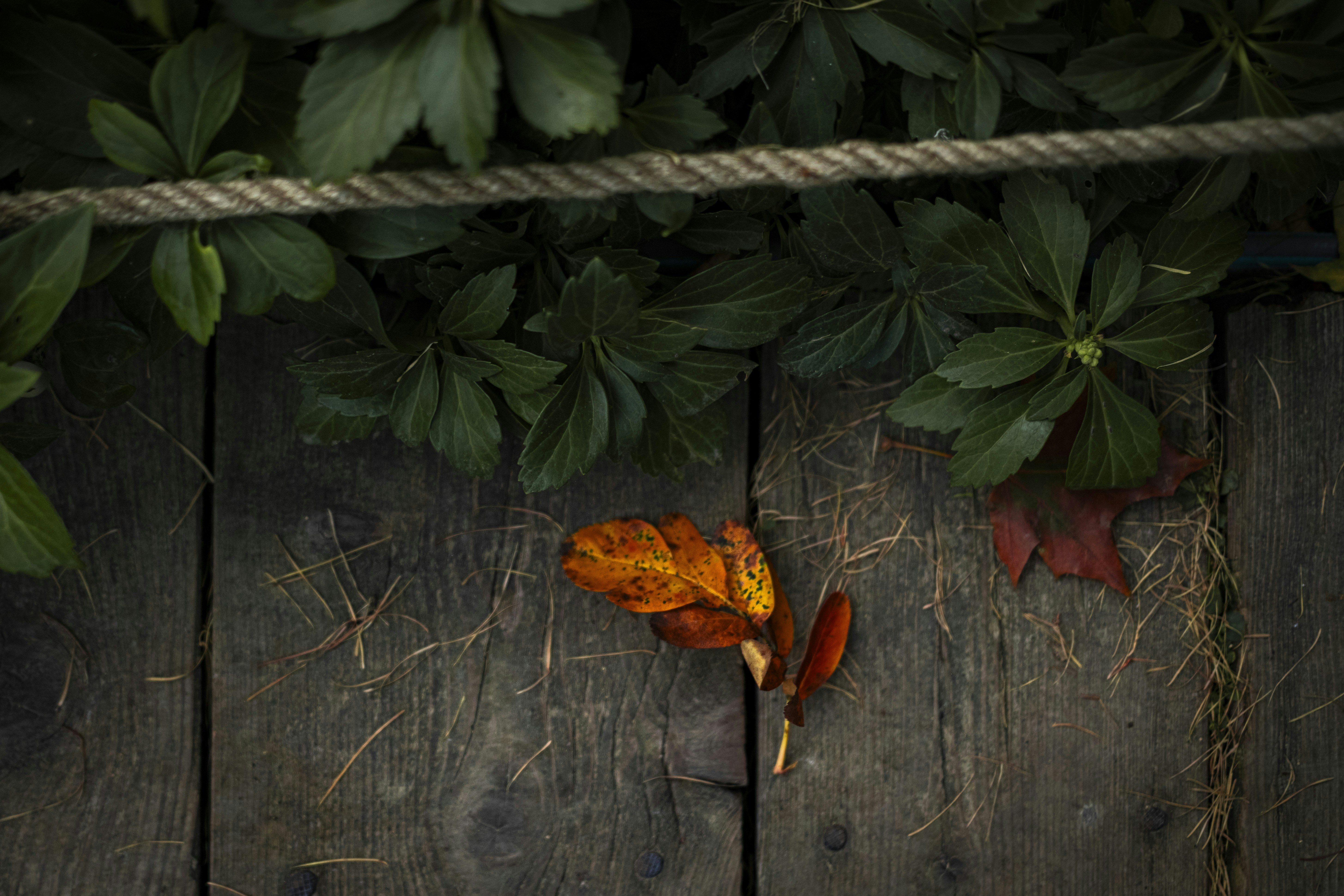 Amber Leaf on Weathered Wood: Quiet Autumn Still Life