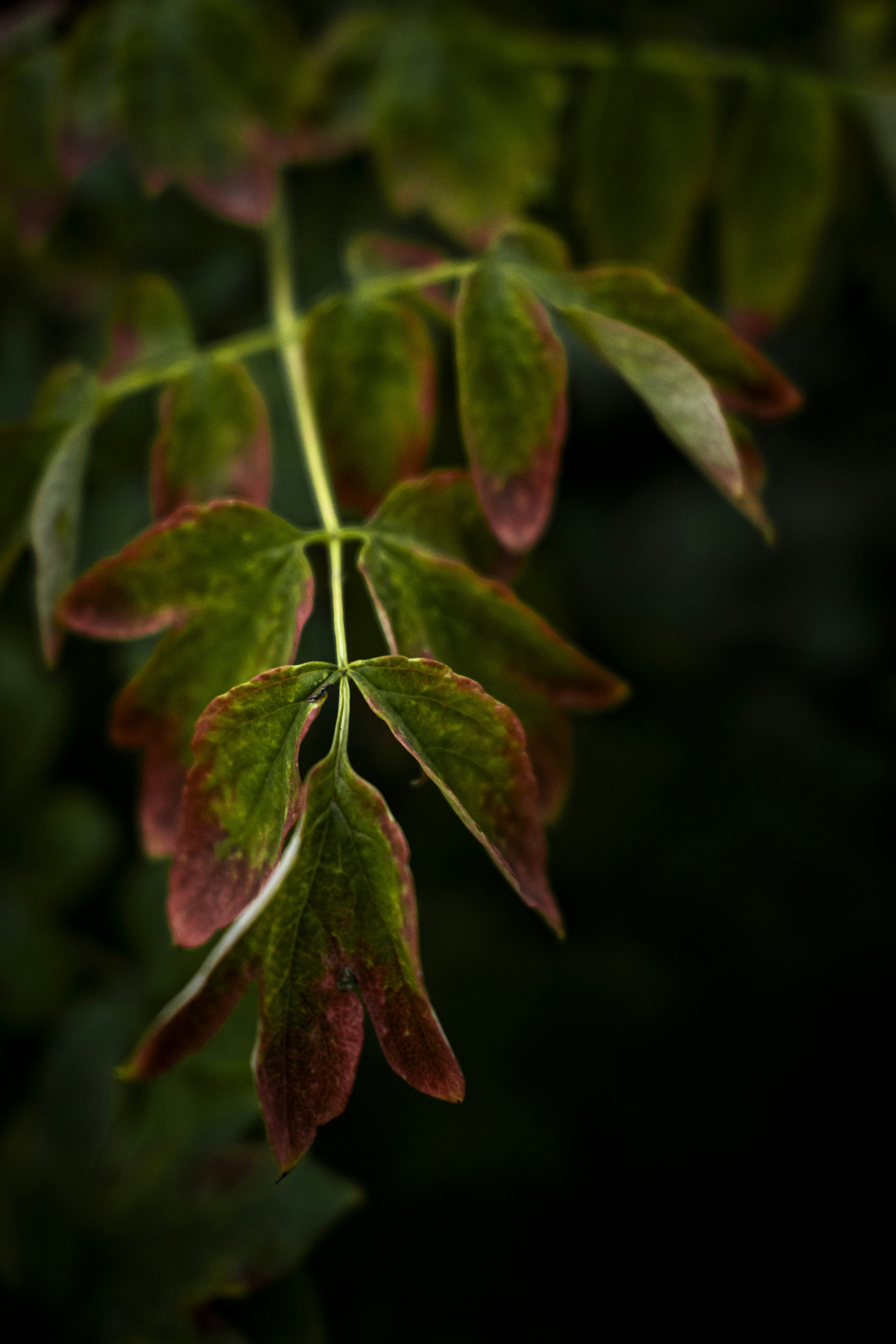 Crimson-Edged Leaves Drift in a Velvet Backdrop