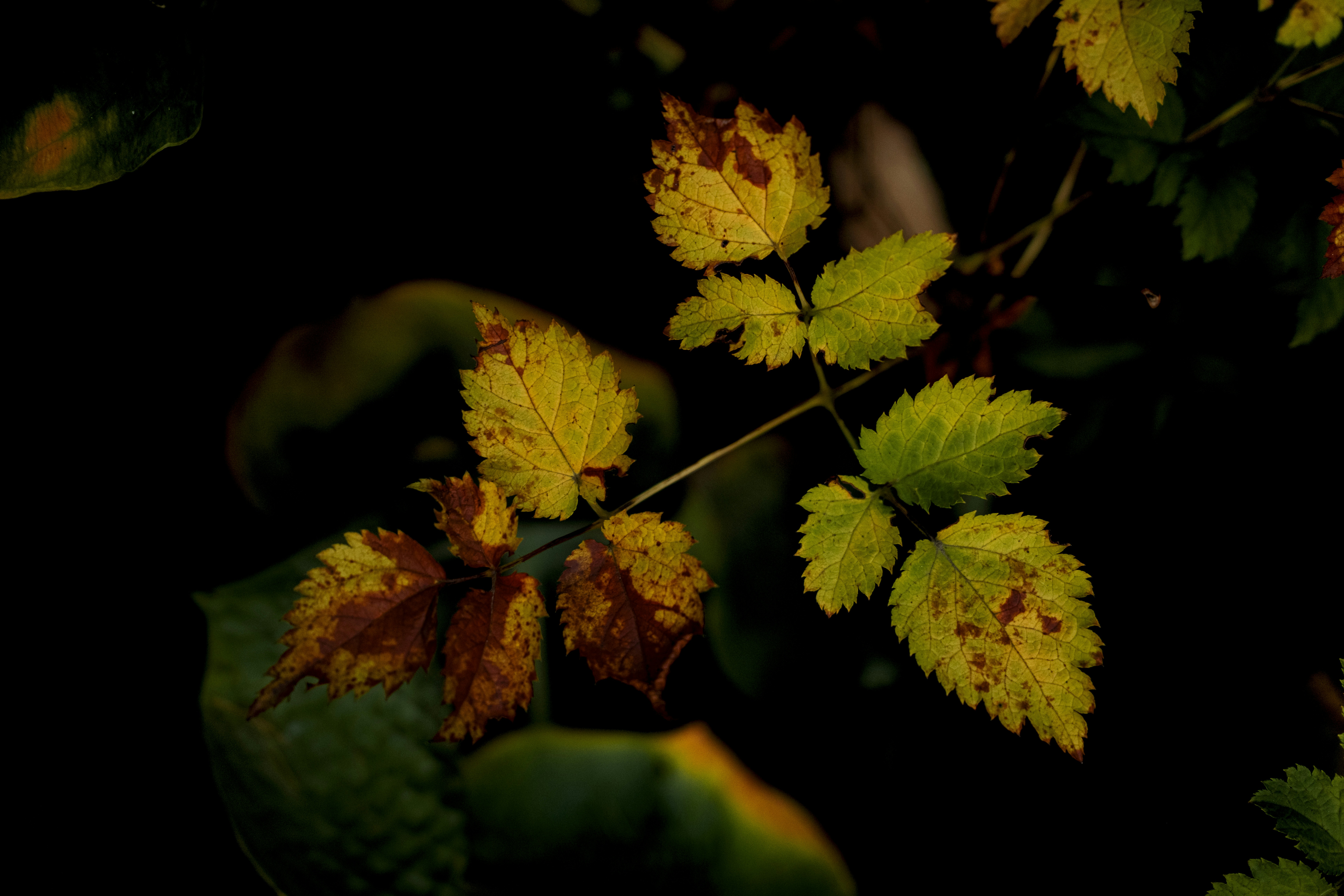 Amber Leaves in Velvet Darkness: A Close-Up of Autumn Texture
