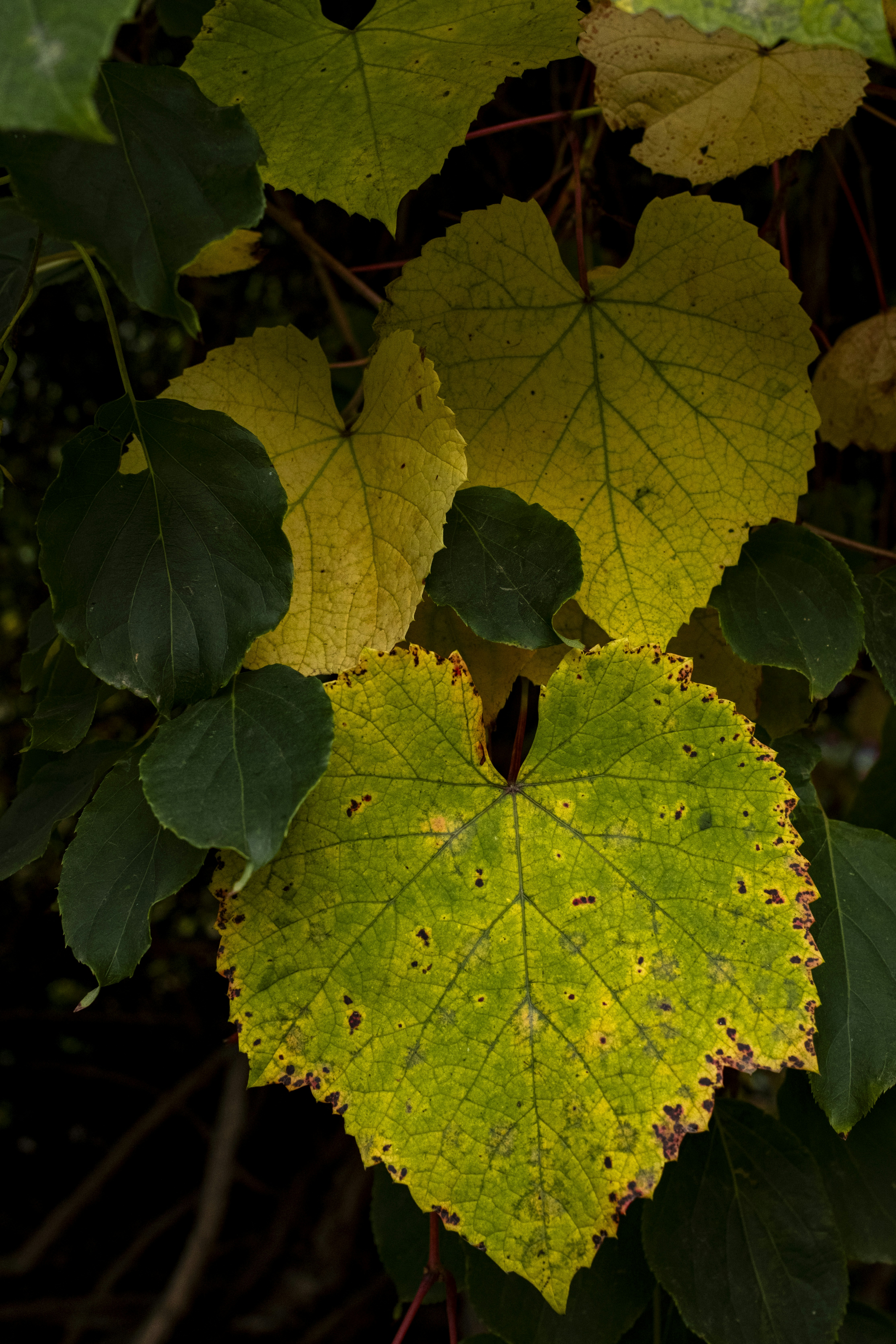 A close up of a leaf on a tree photo – Free Moscow Image on Unsplash