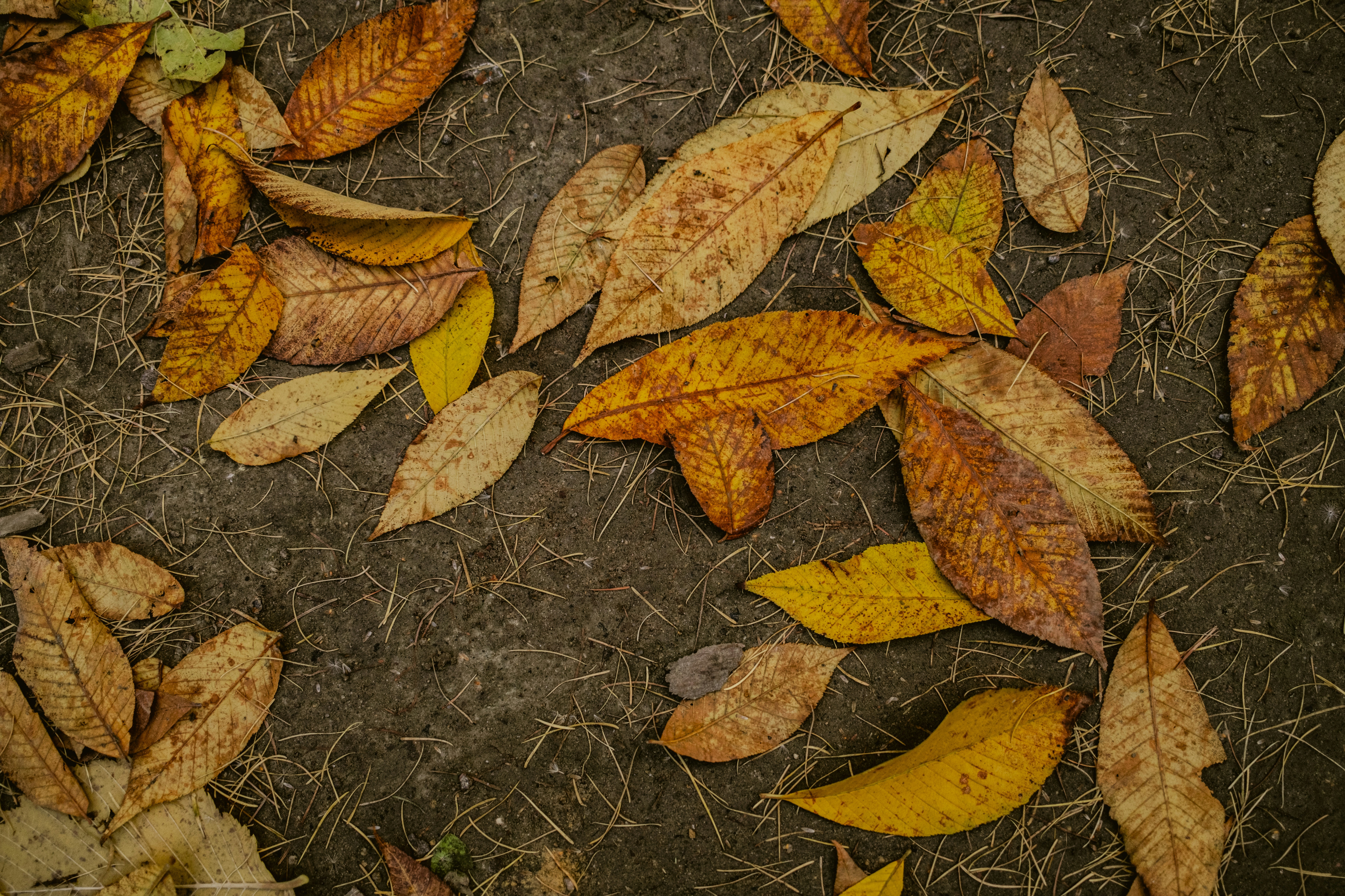 Patchwork of Autumn: Copper and Amber Leaves on Quiet Earth