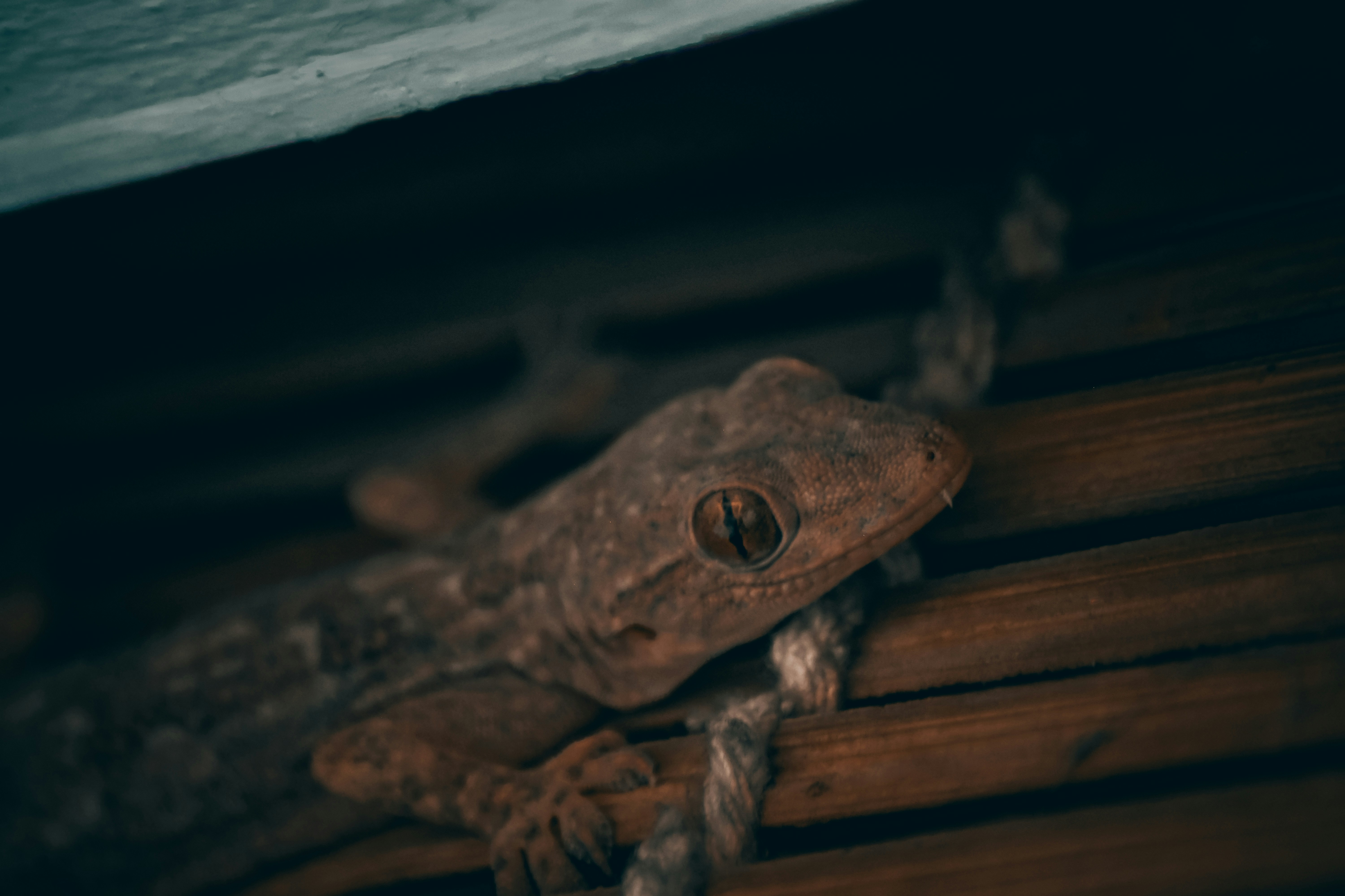 Amphibian Sentinel on Weathered Rope and Wood