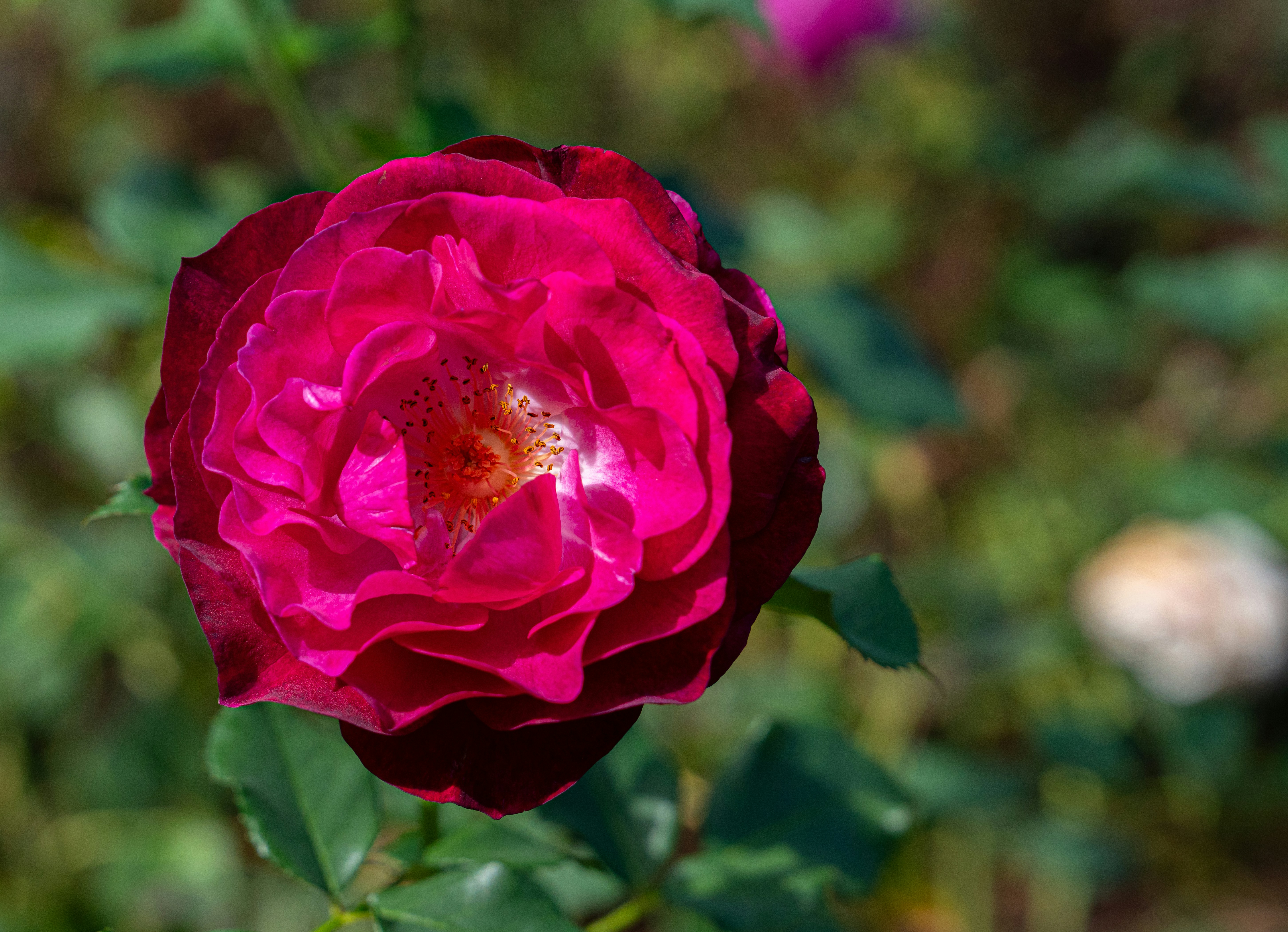 Vibrant pink rose with lush green leaves in soft focus background.