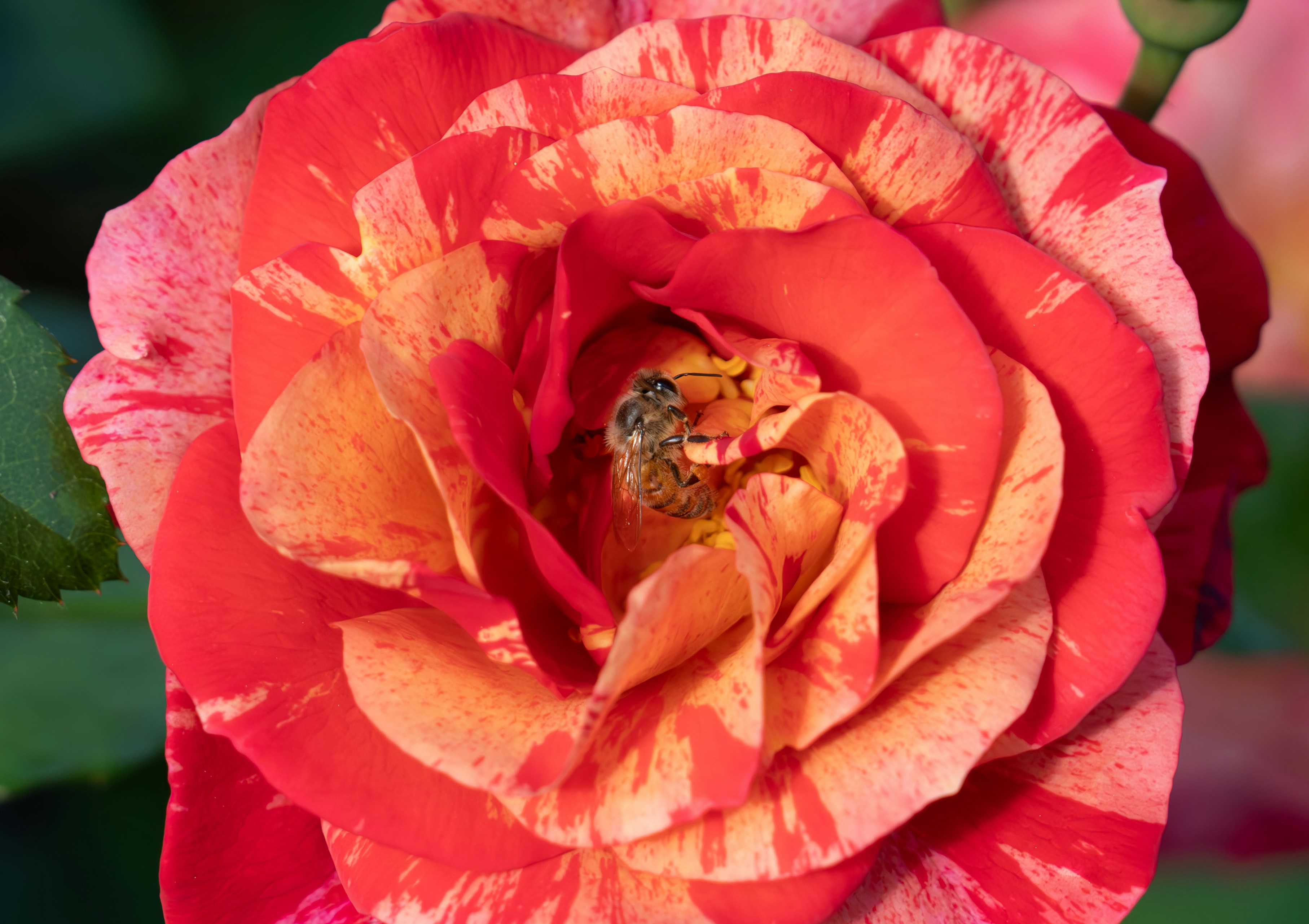 Colorful Rose from Portlands International Rose Test Garden in Washington Park