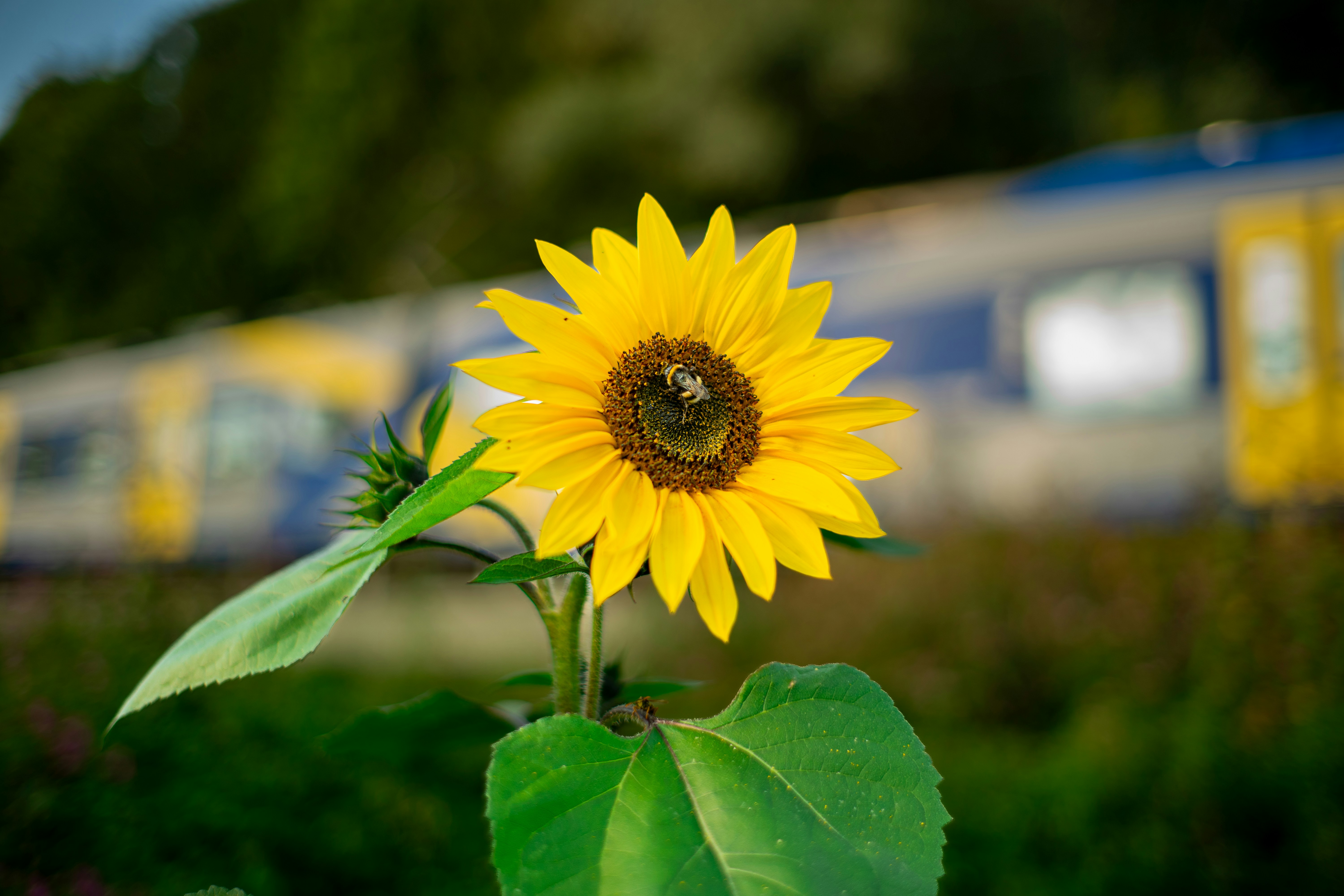 Sunflower in Focus: Bold Yellow Amid a Moving Railway Blur