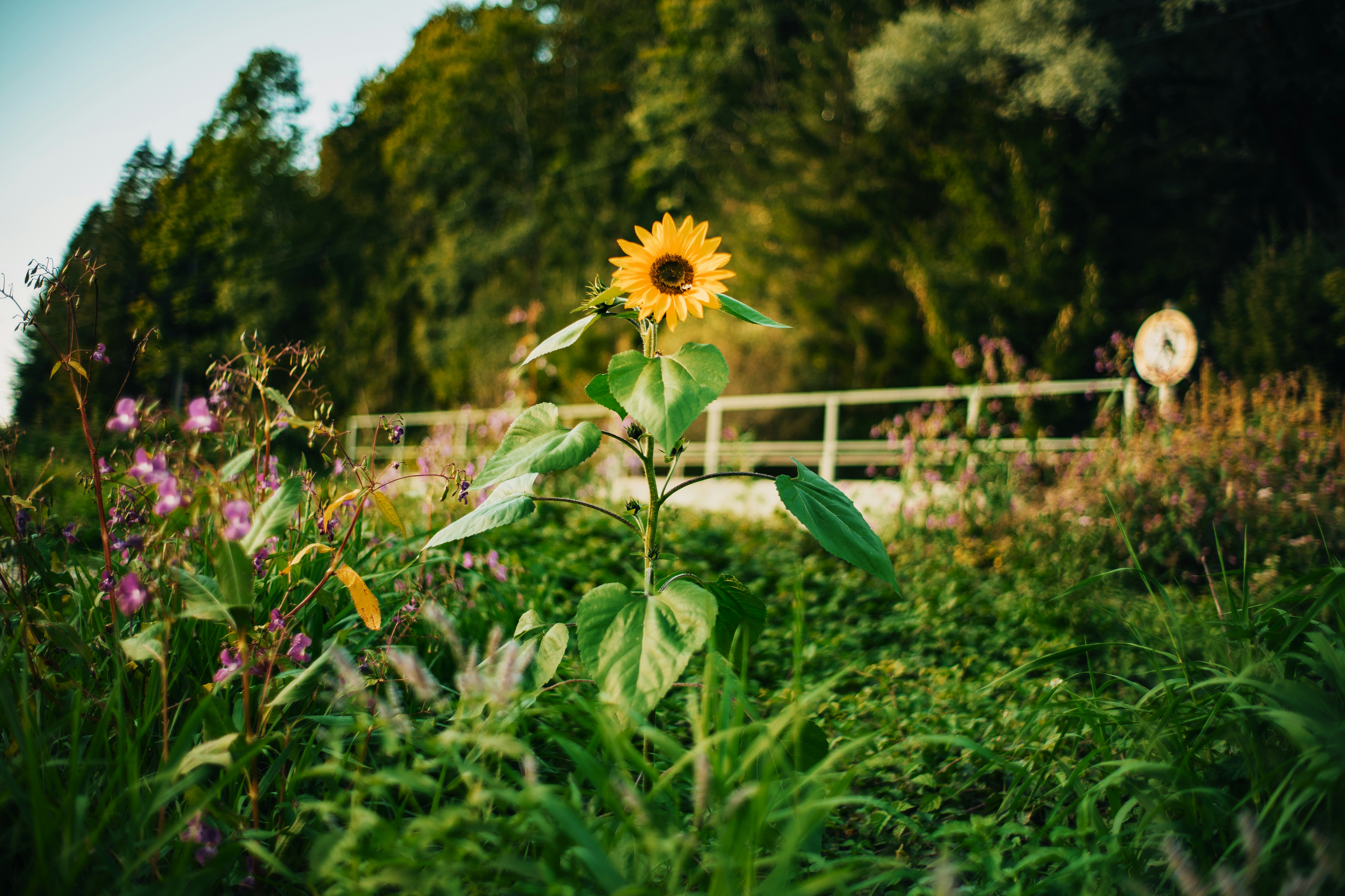 A solitary sunflower stands tall amidst a green field filled with wildflowers and grasses. Behind the sunflower, a metallic bridge and dense trees create an anticipating feeling, showcasing the beauty of the plant in its environment.