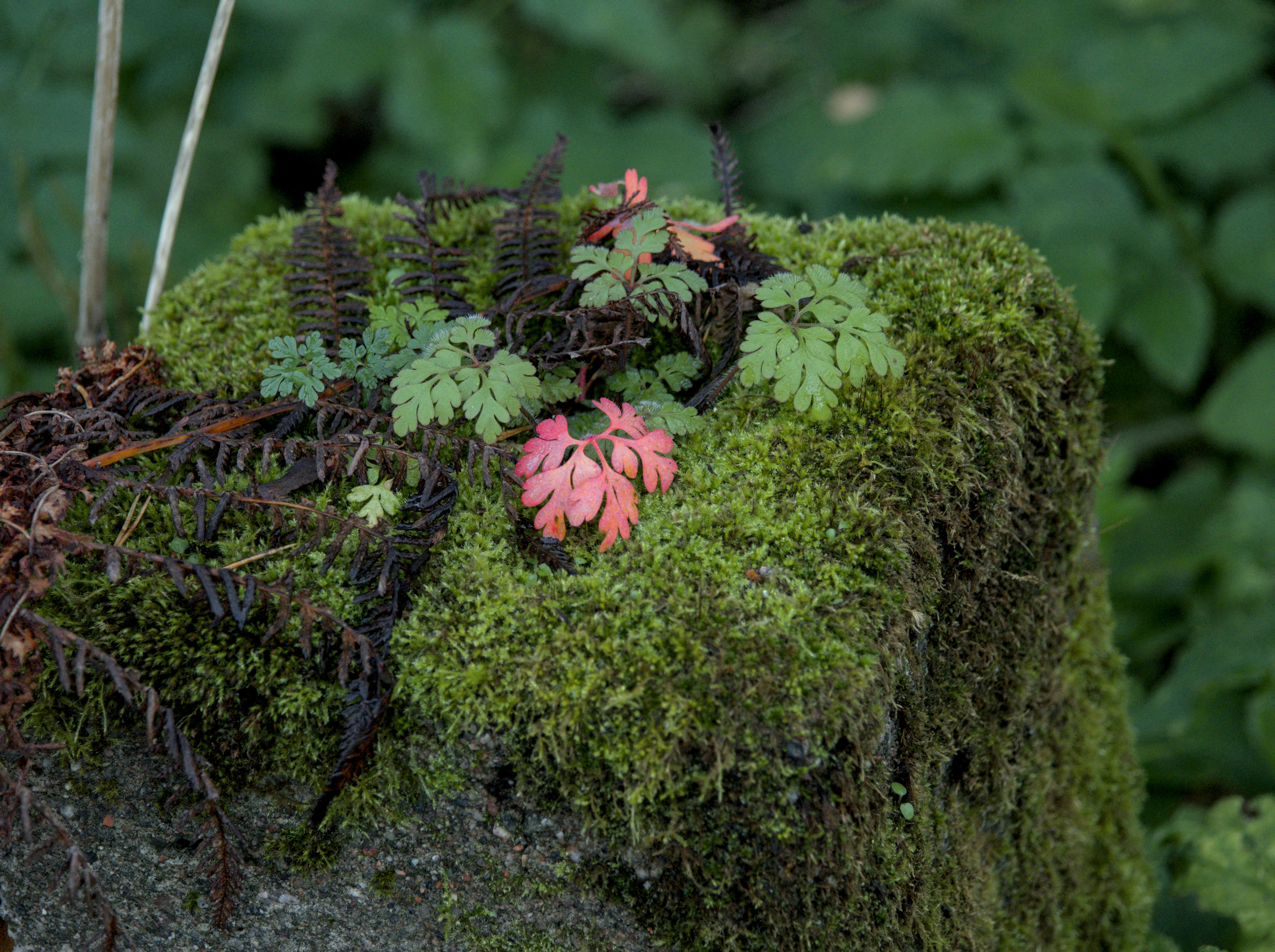Mossy pedestal: a tiny fern and rusted seed amid green dominance
