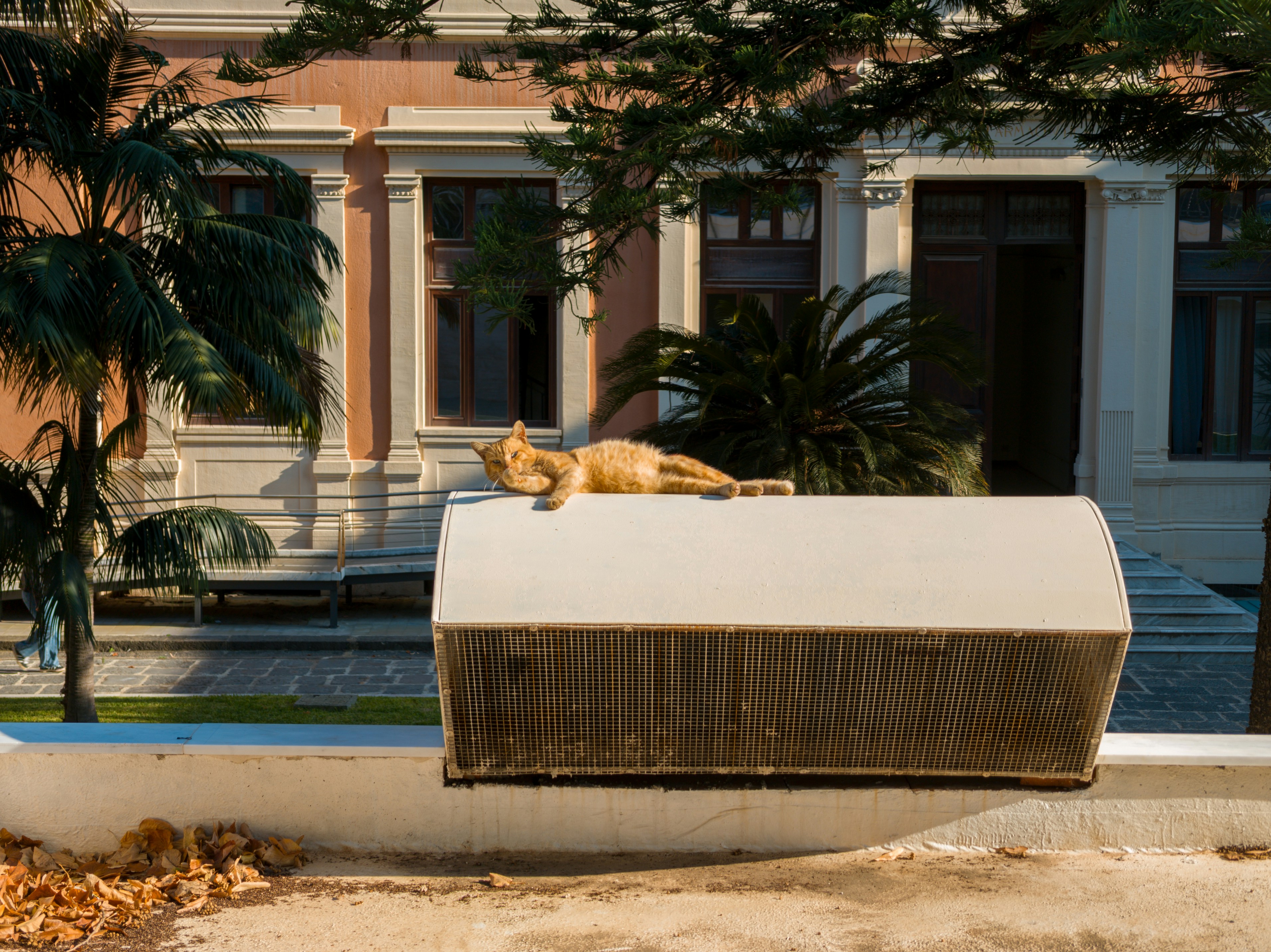 Sample photo from Honor Magic6 Pro