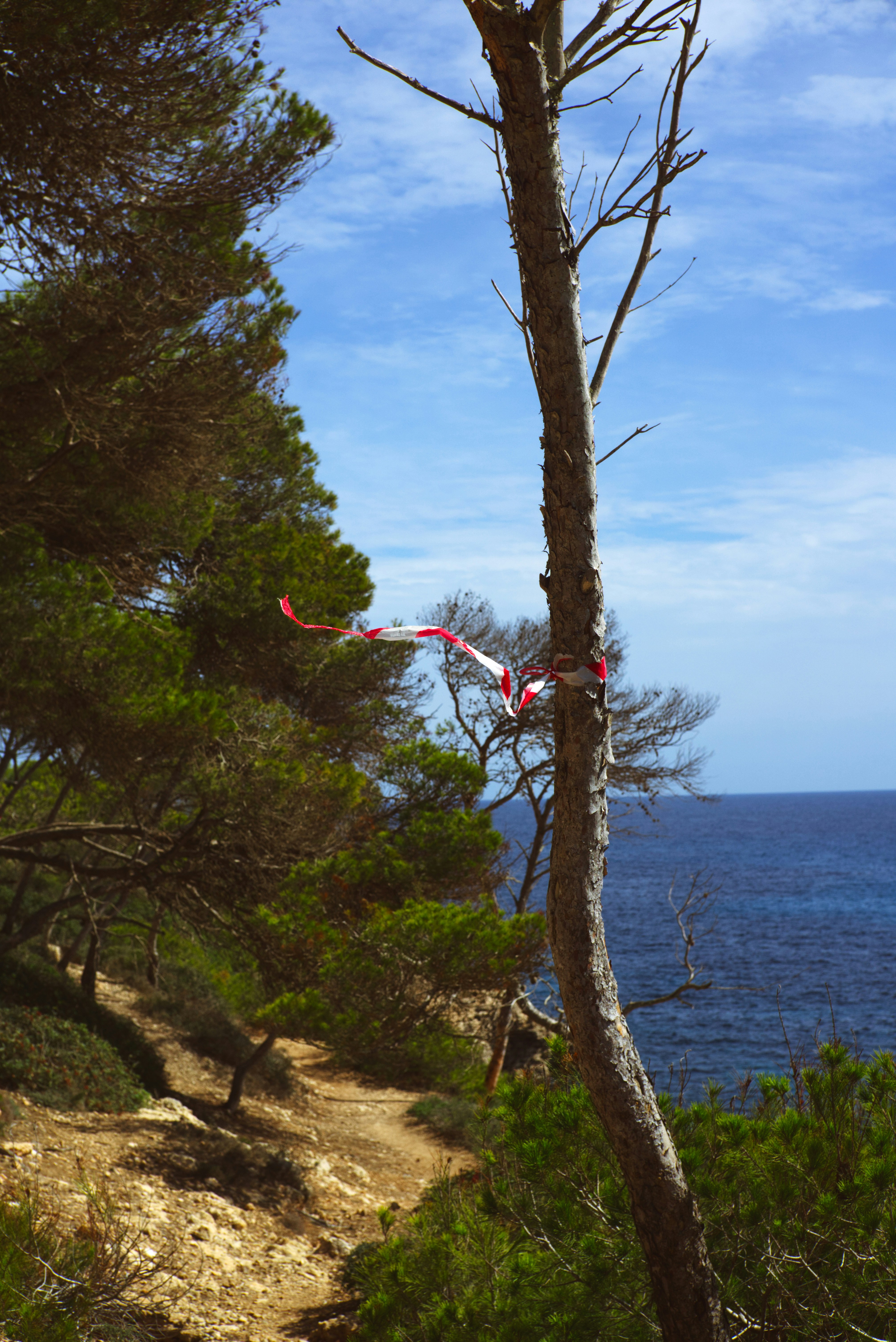 Red Ribbon Marker on a Sea-Cliff Pine