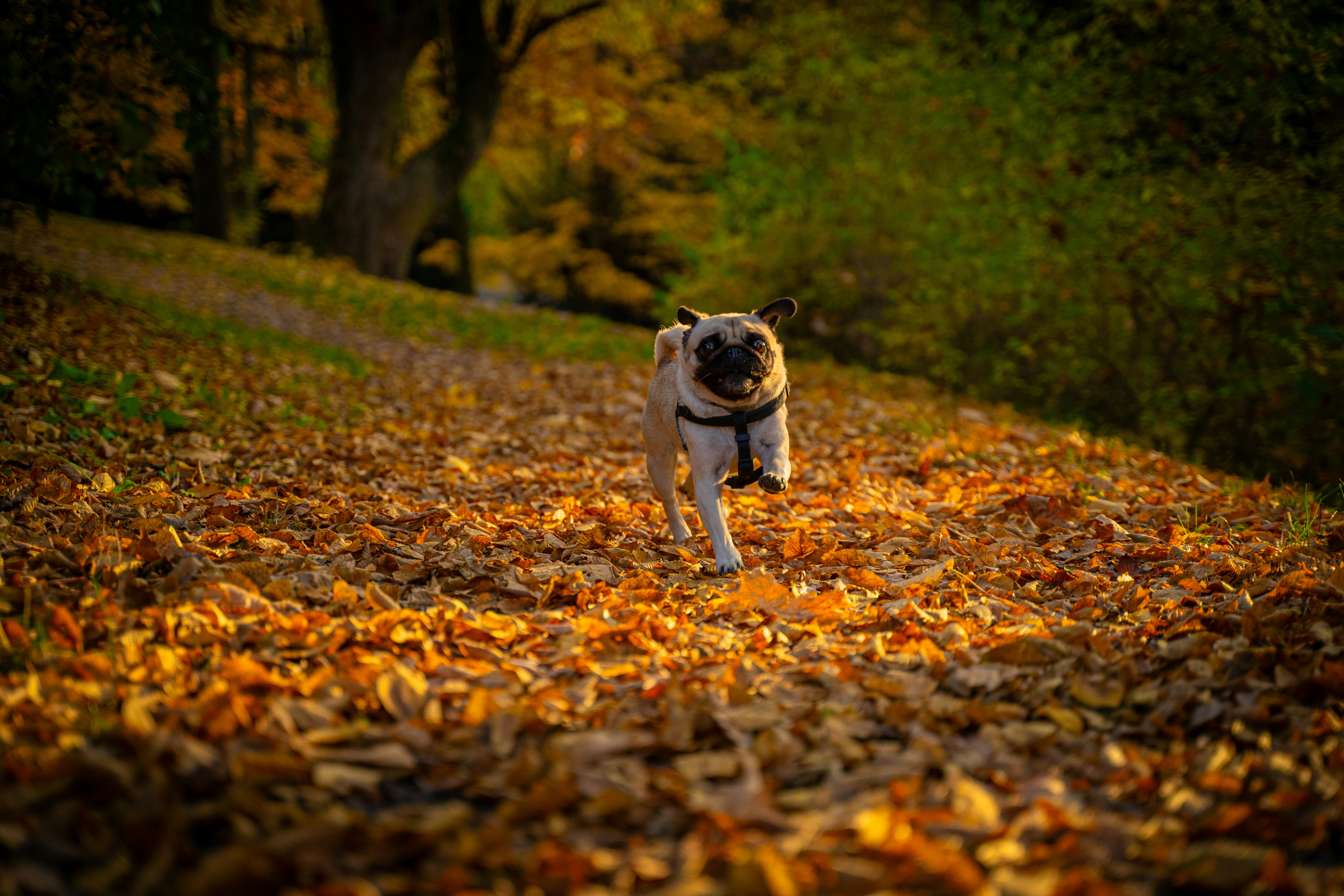 Anima Pictures | Download Free Images on Unsplash