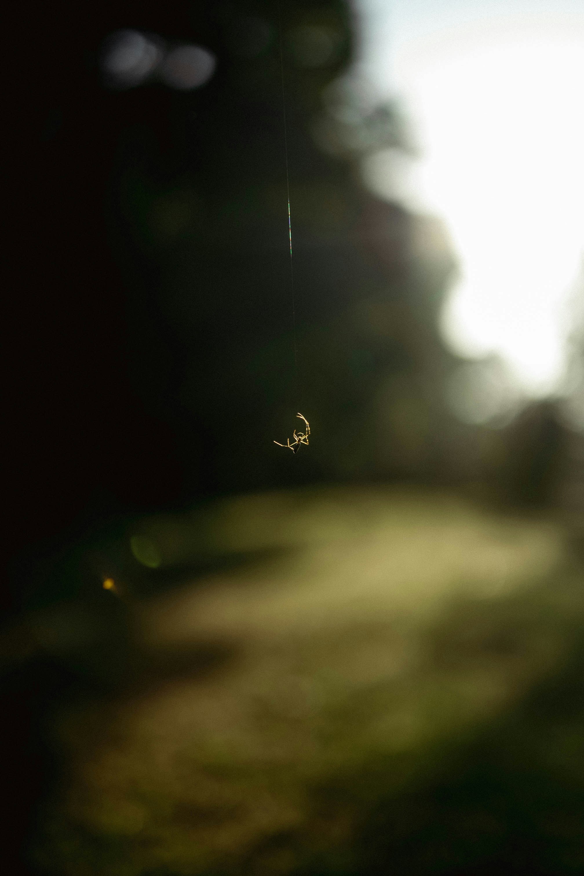 Sunlit Thread, Quiet Trail: A Tiny Spider Dangles on a Silk Line