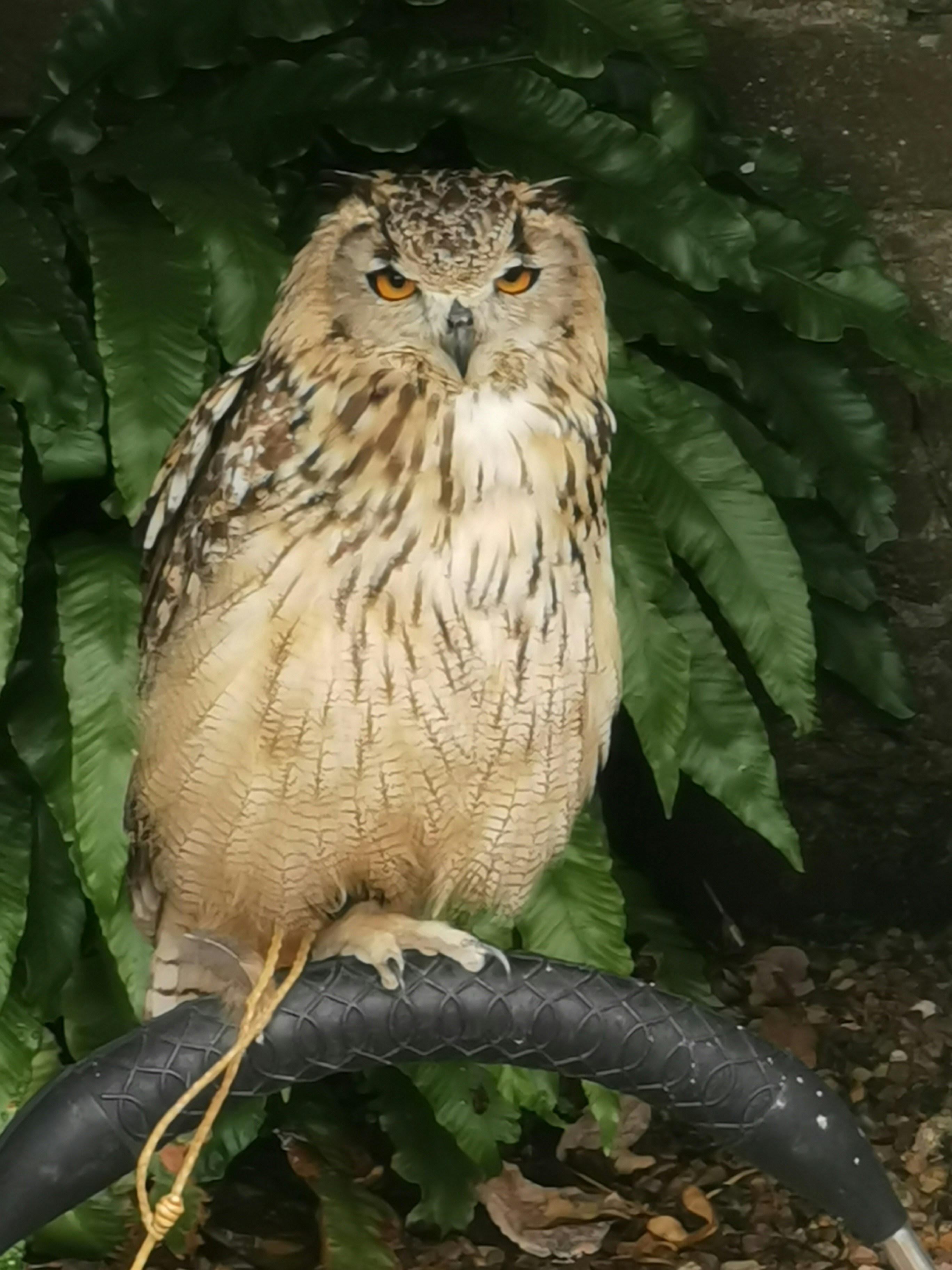 Amber-eyed Owl Perched on a Fern-Fringed Railing