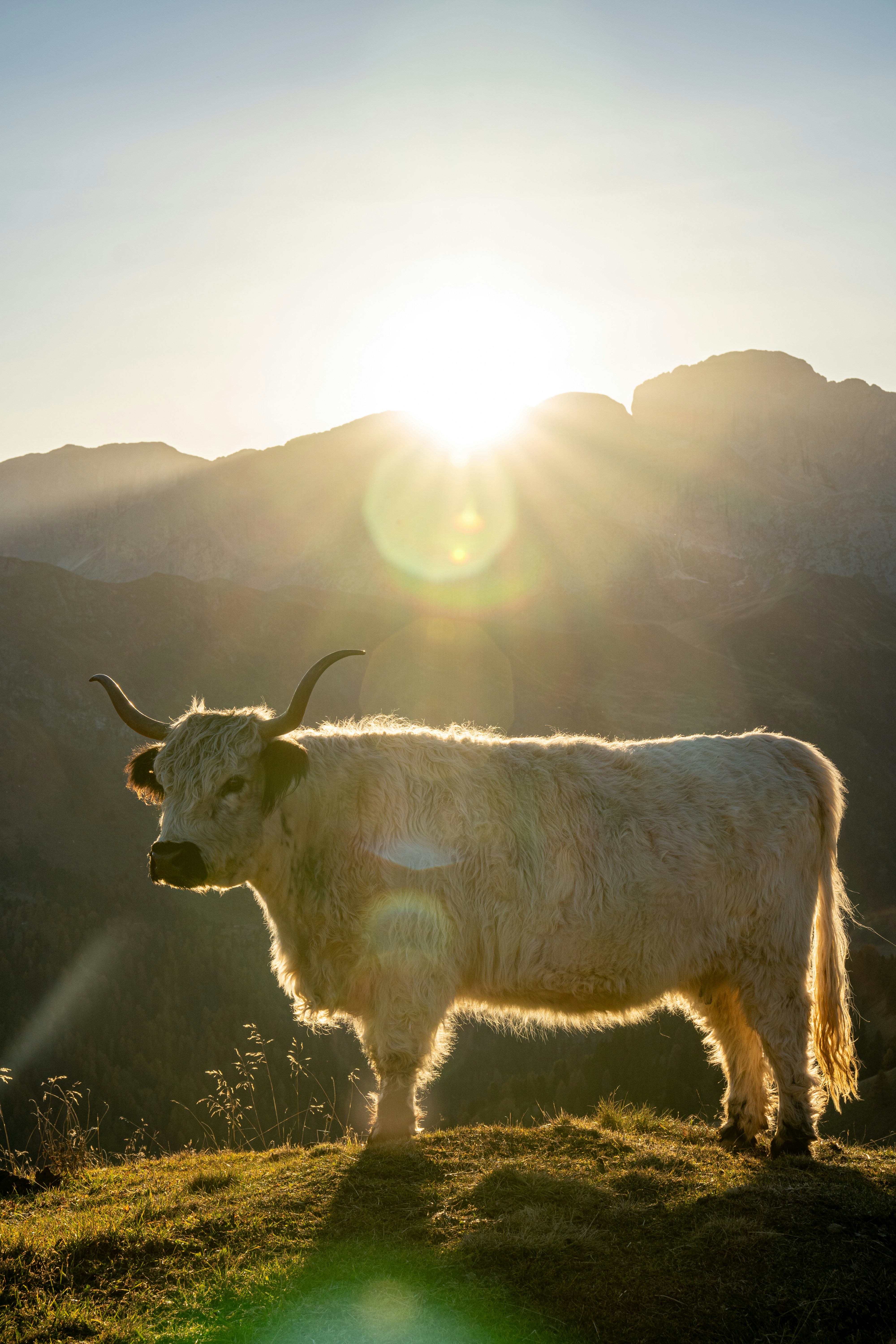 Sunlit Serenity: The Highland Guardian