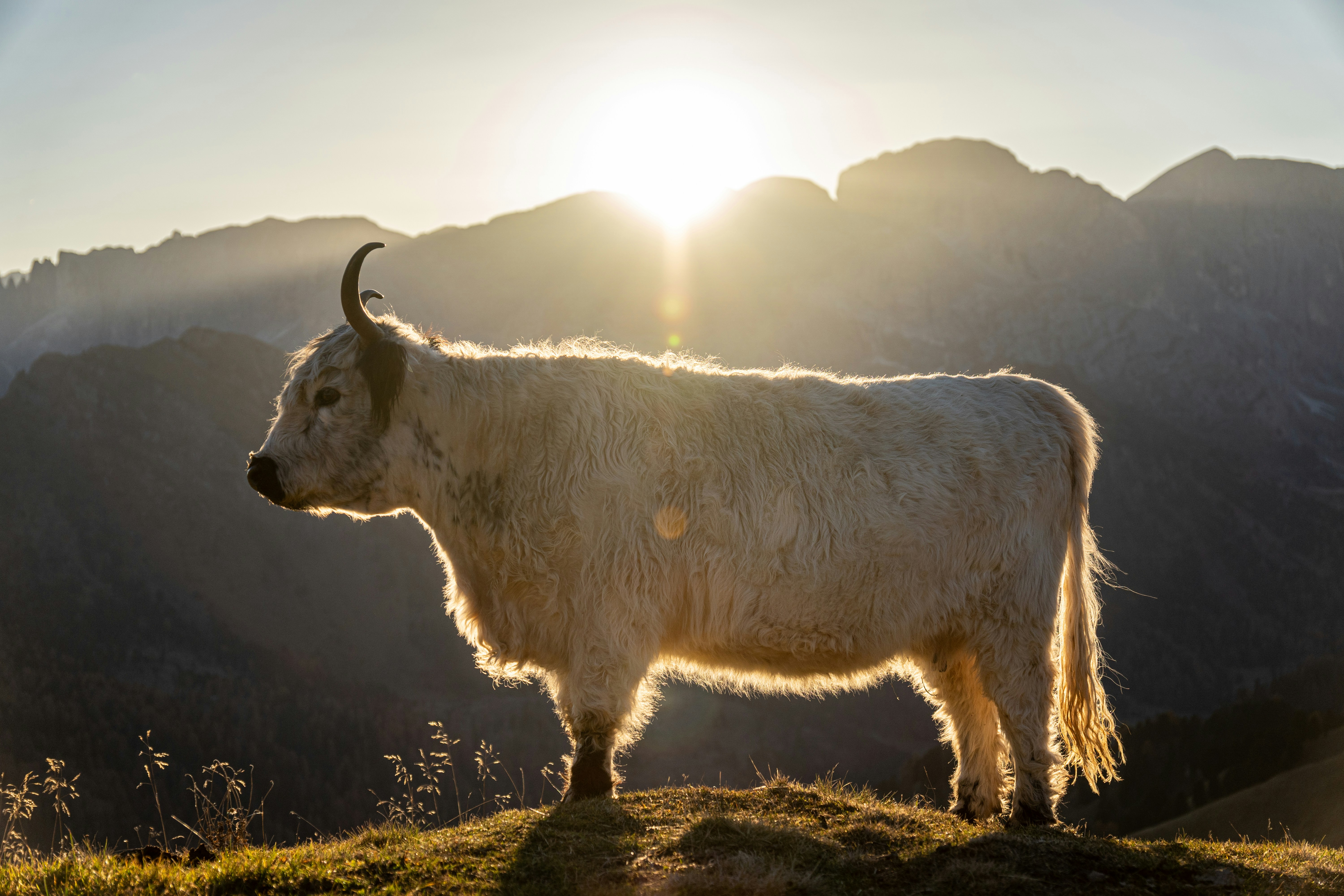 Backlit Highland Cow on a Sunlit Alpine Ridge