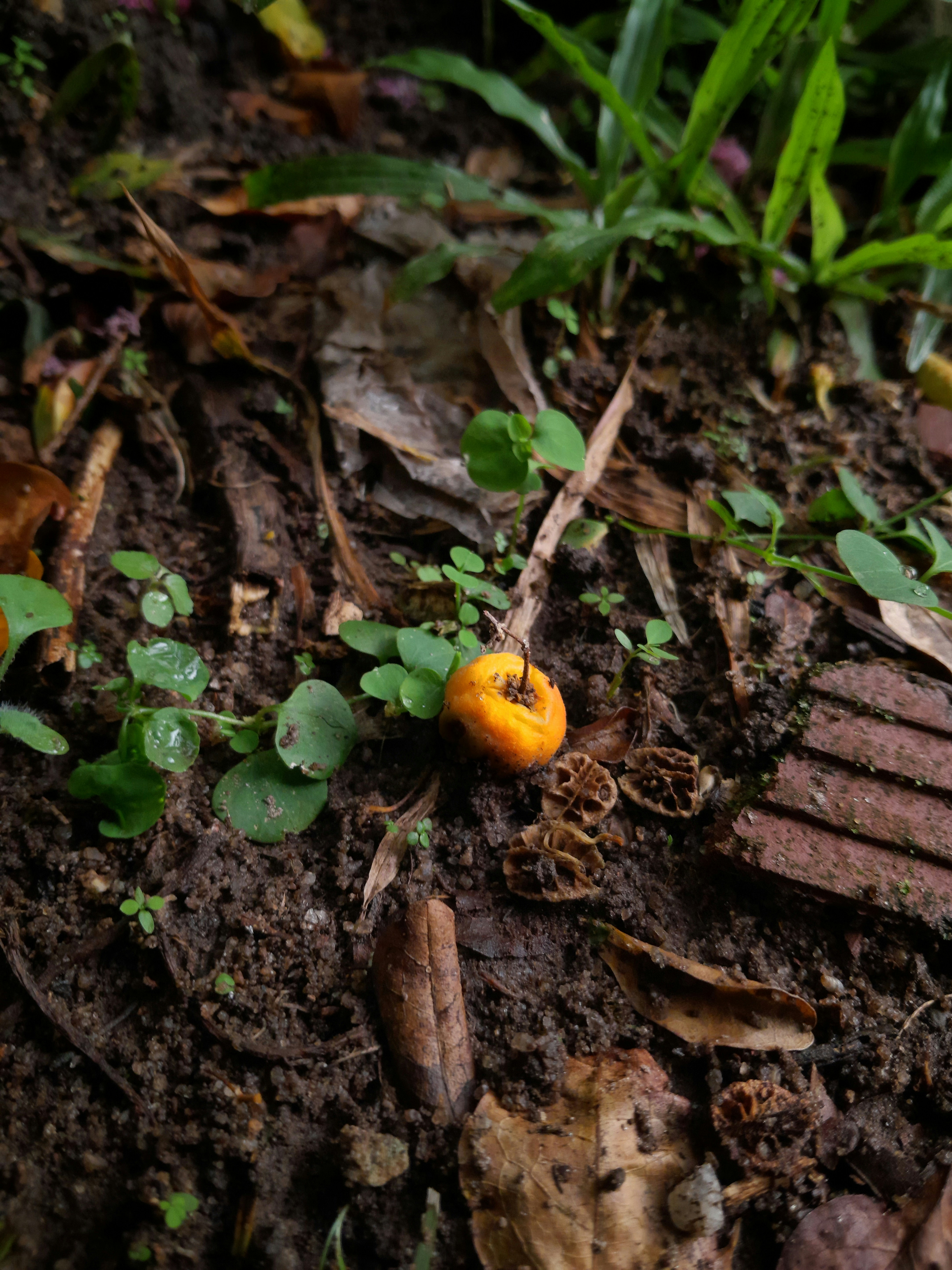 A lone orange fruit amid damp soil and green sprouts
