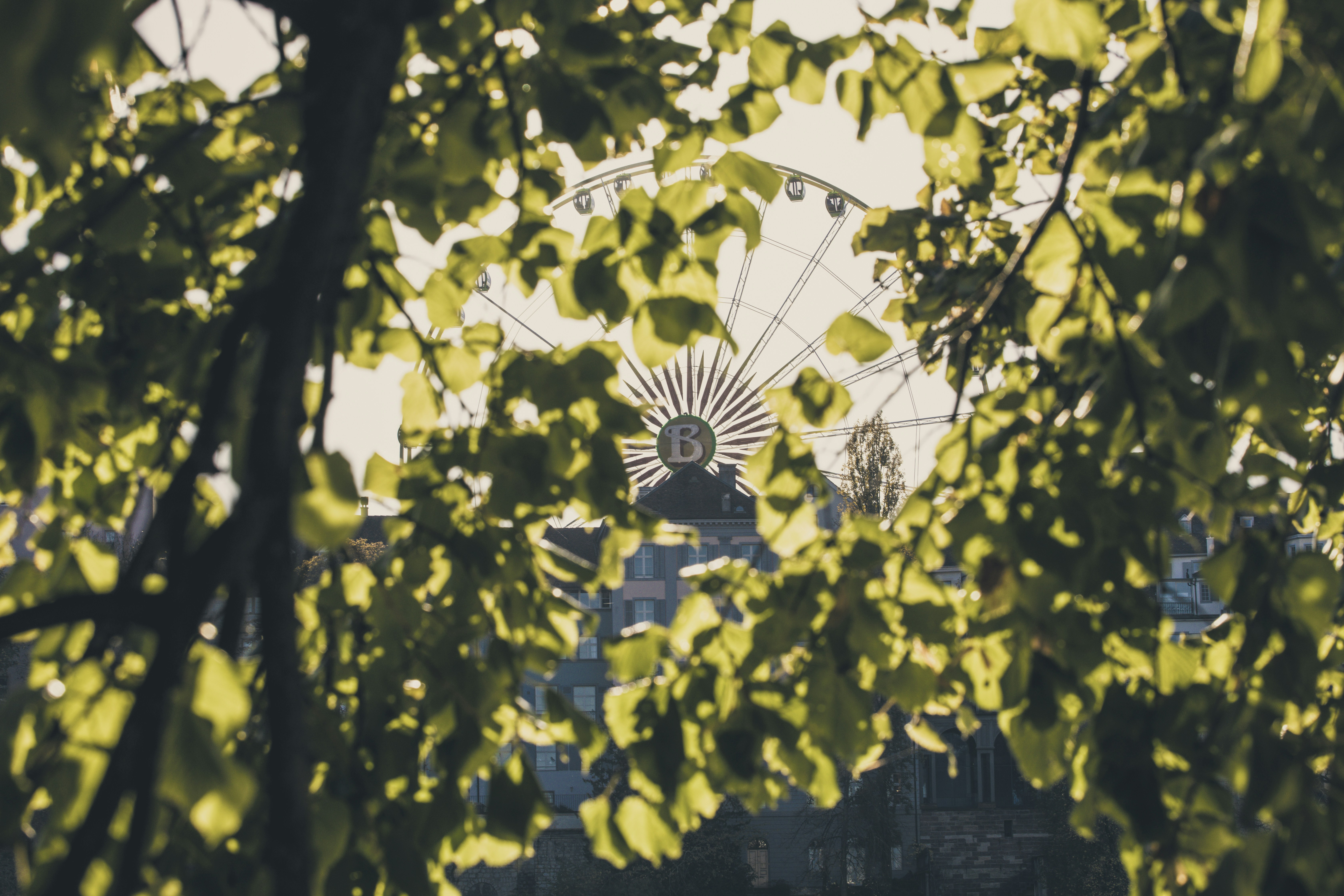 A ferris wheel seen through the leaves of a tree photo – Free Basel ...