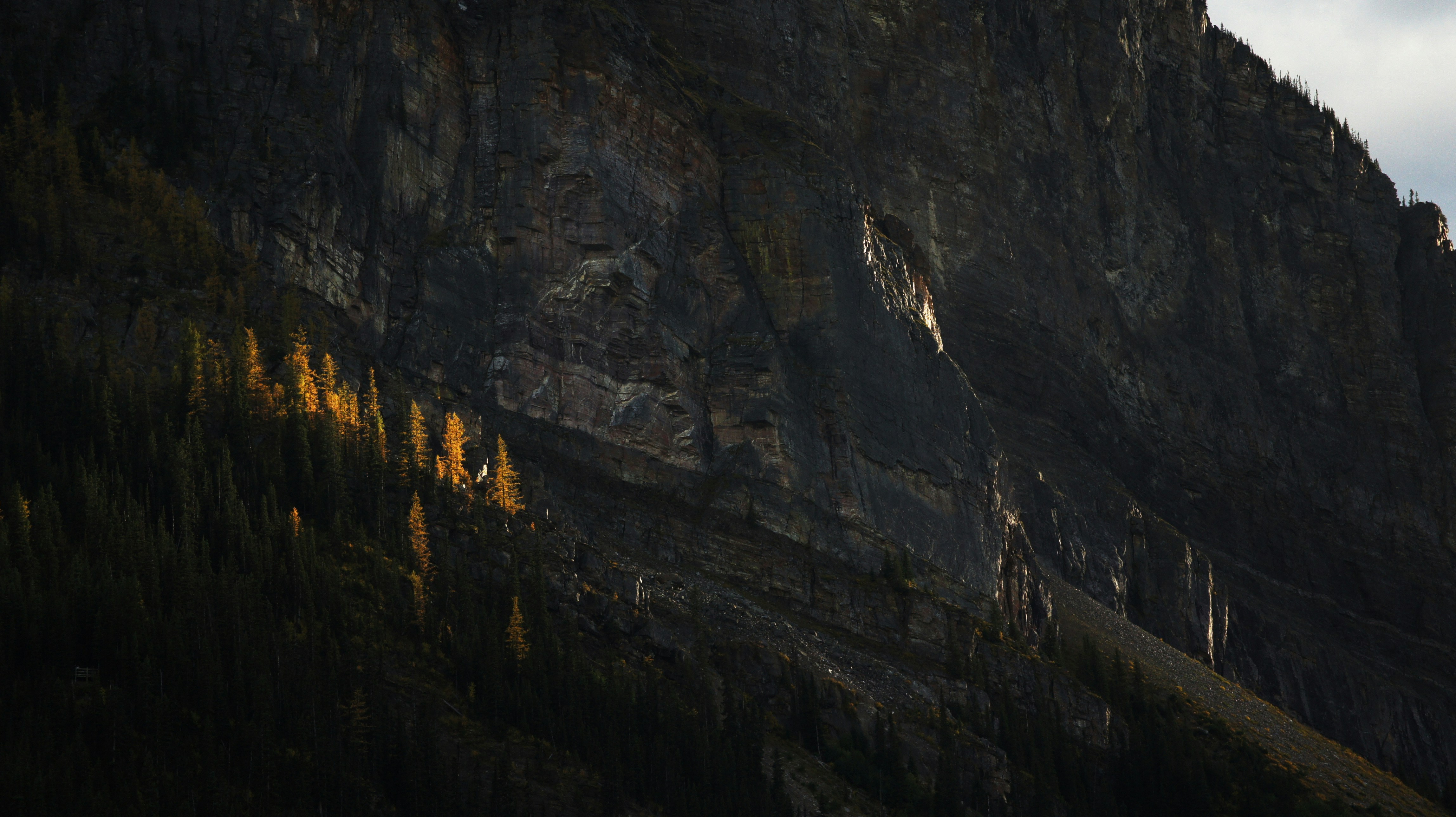 A stand of conifers reaches up a cliff on the edge of Lake Louise, a line of golden larches at the top catches the setting sun. | A bird flying over a mountain with a sky background