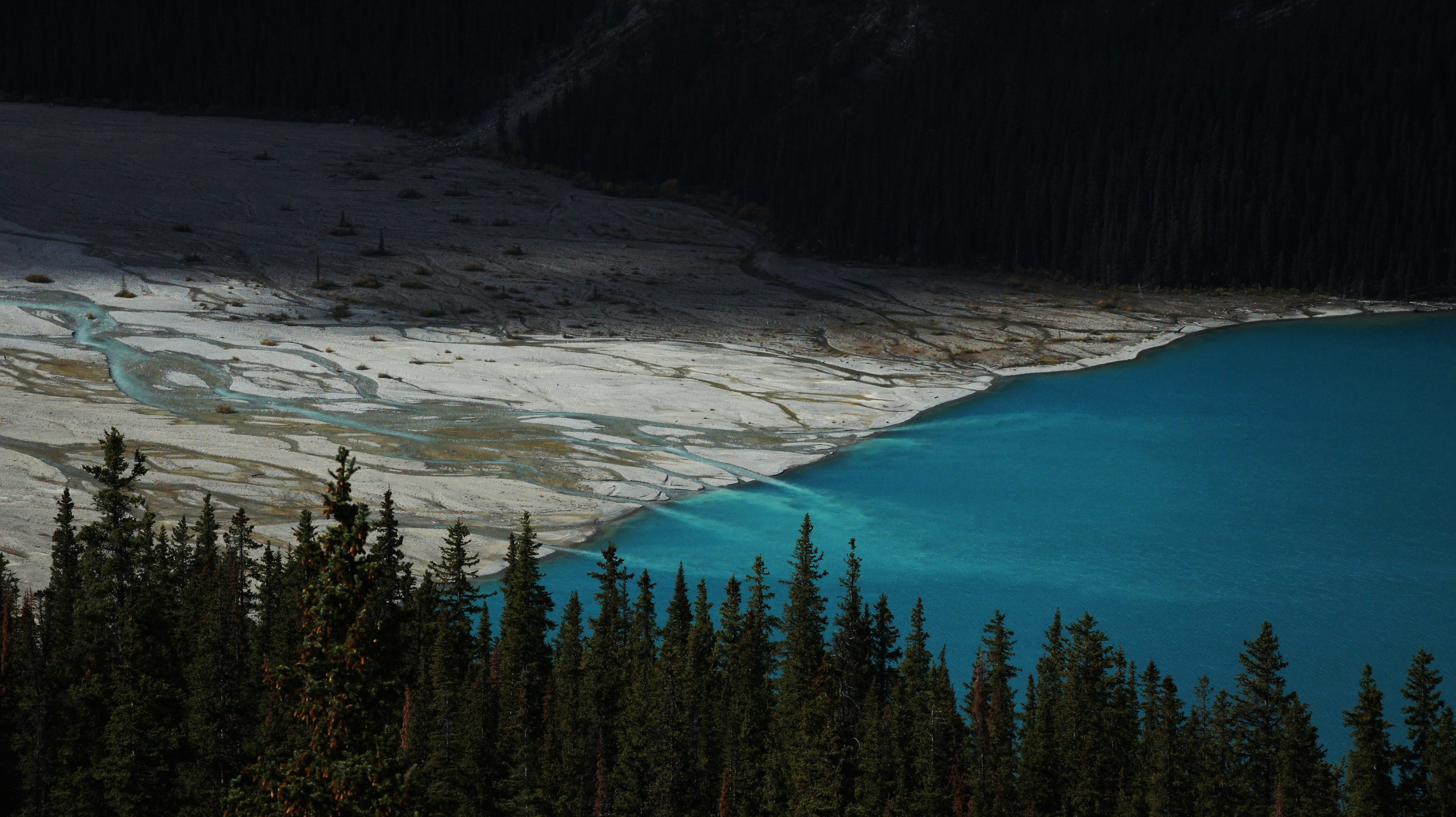 Glacial runoff far above sends shifting streams of water down a rocky, white beach to feed the azure blue of Peyto Lake. Dense stands of evergreens flank the beach and lake, a dark contrast in the foreground and background. | A blue lake surrounded by trees and snow