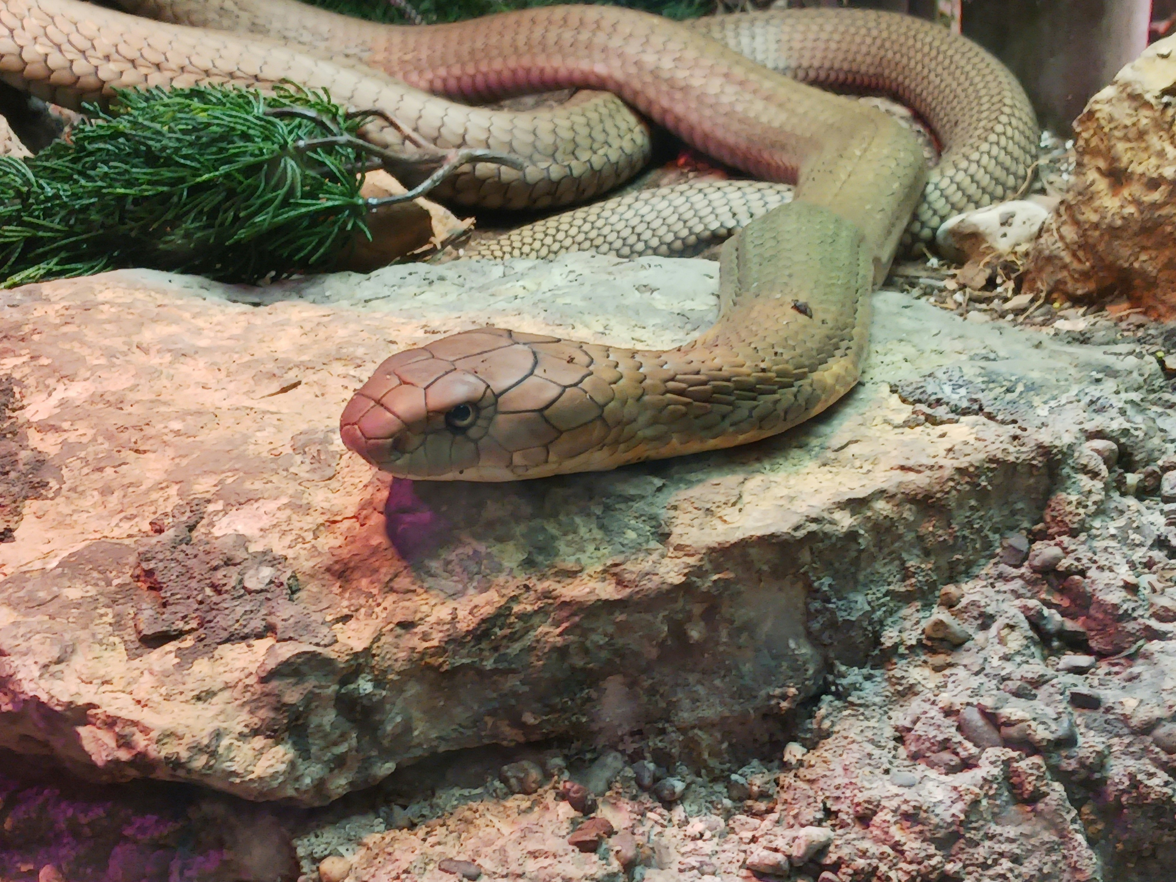 Coiled Watcher: a close-up of a cobra lounging on sunlit rock