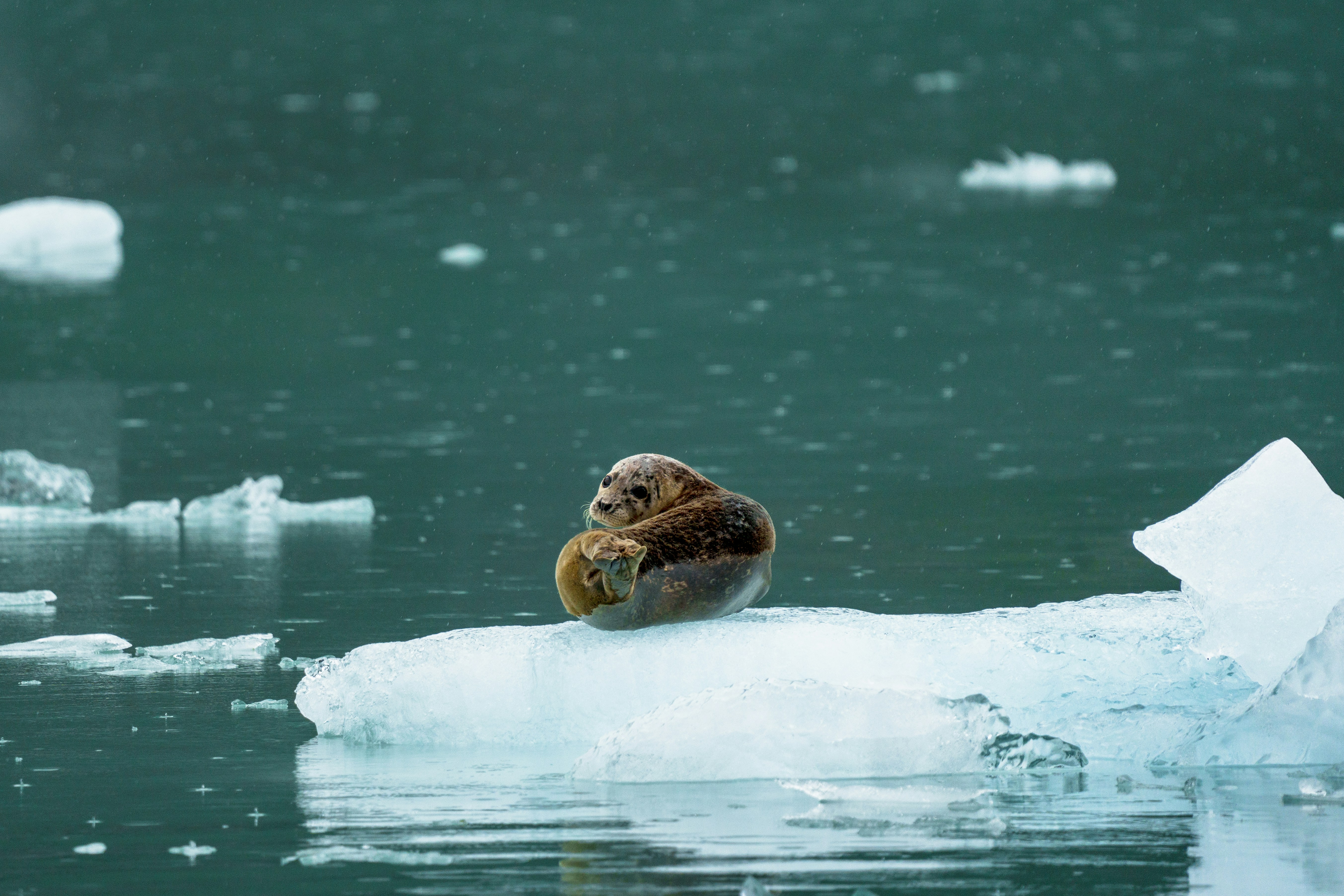 A tranquil moment of a seal resting on a floating piece of ice in Alaska’s chilly, pristine waters. This serene scene captures the quiet beauty of Arctic wildlife and the calm, icy landscape of the Alaskan wilderness.