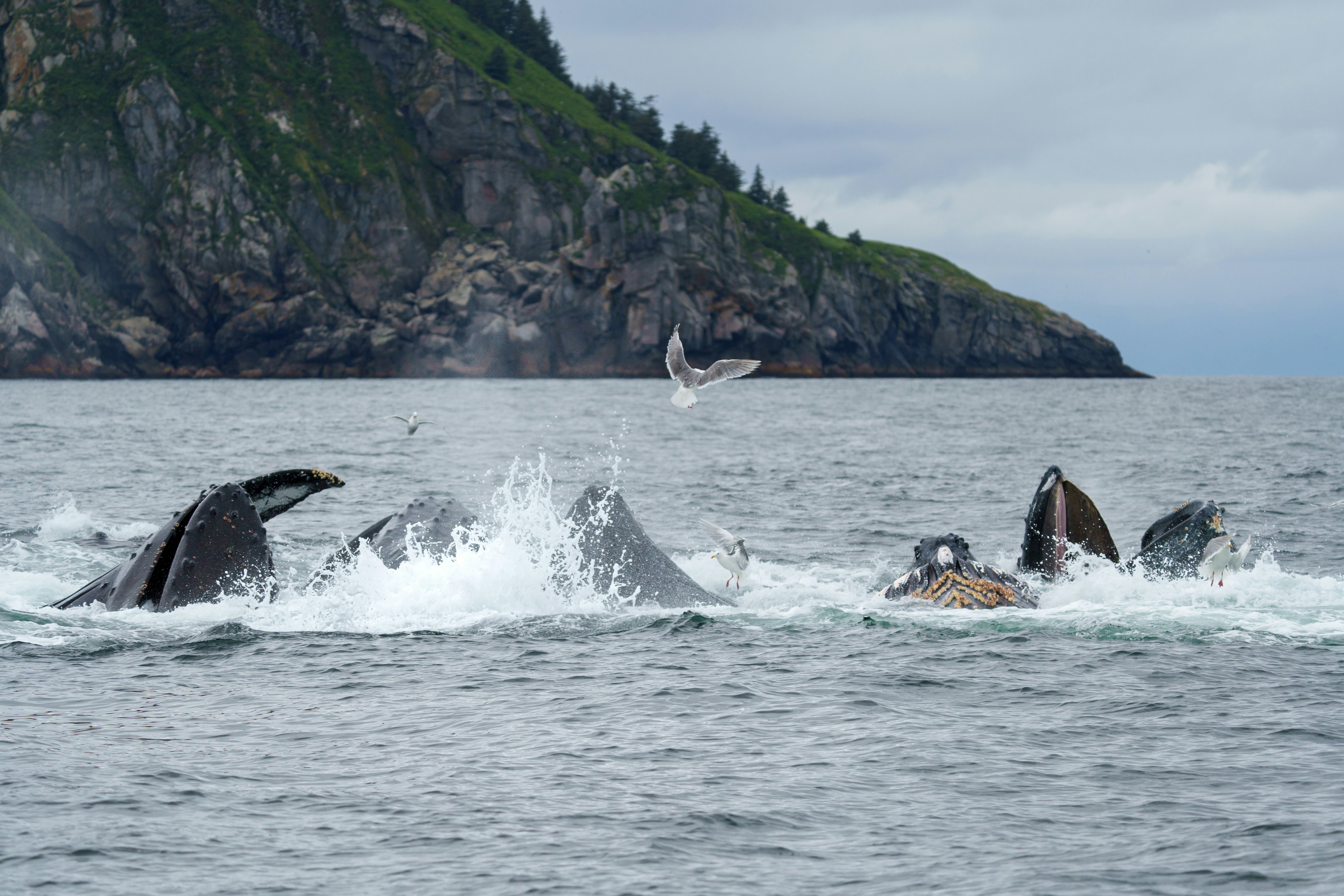 A group of humpbacks swimming in the ocean photo – Free Alaska Image on ...