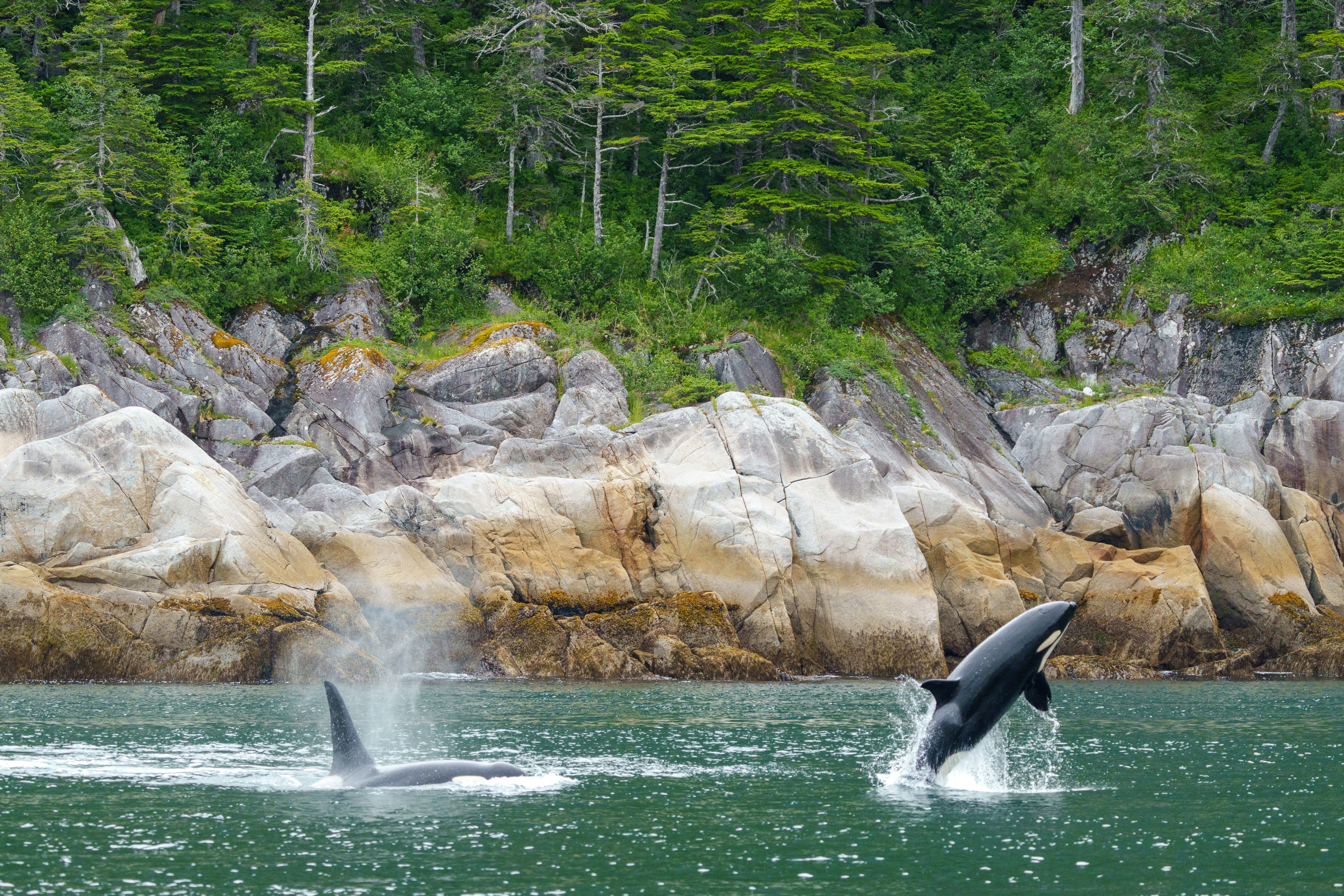 Two Orcas Break the Quiet Surface Against a Rocky Shore