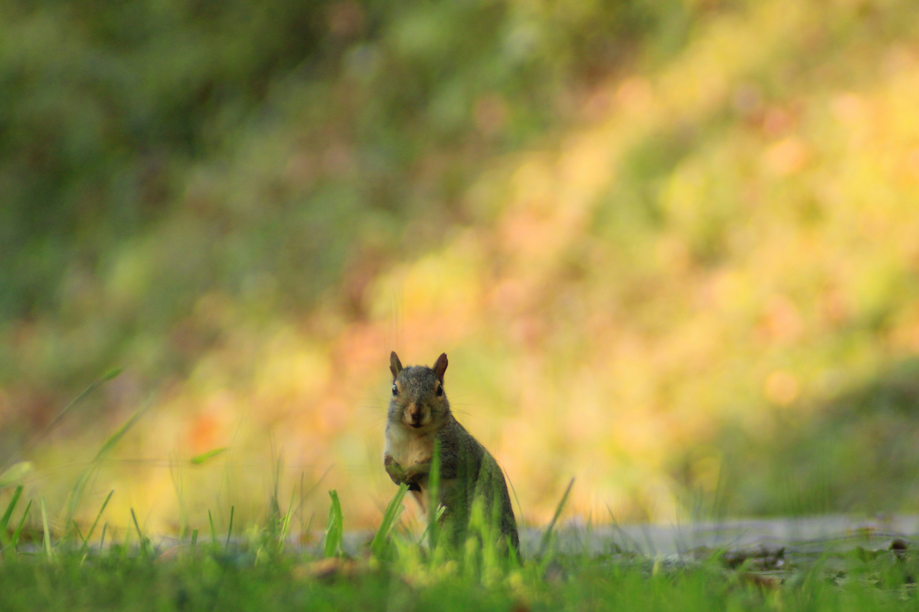 Curious Encounter in the Green