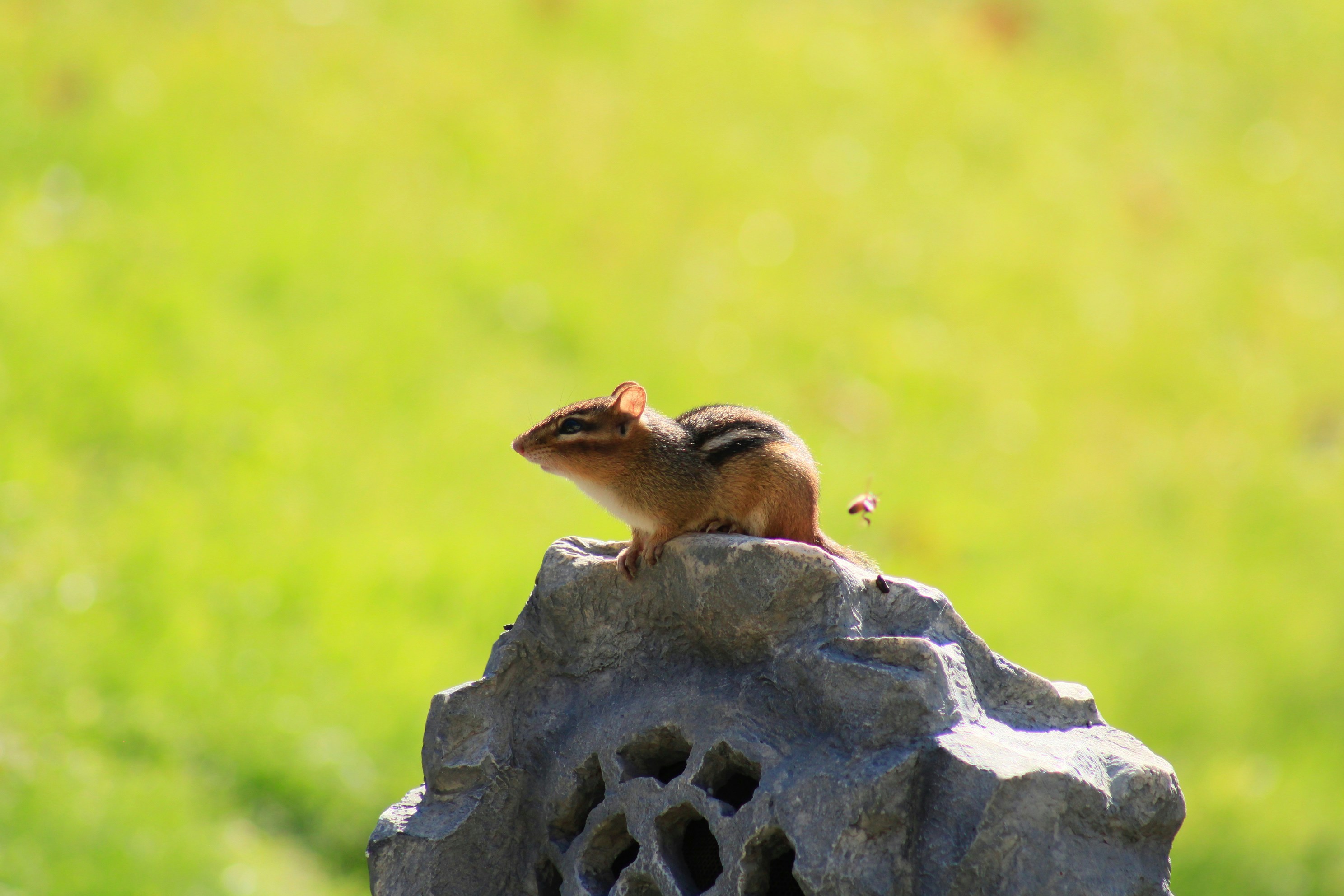 Squirrel Scout on a Stone: A Sunlit Moment on a Carved Perch