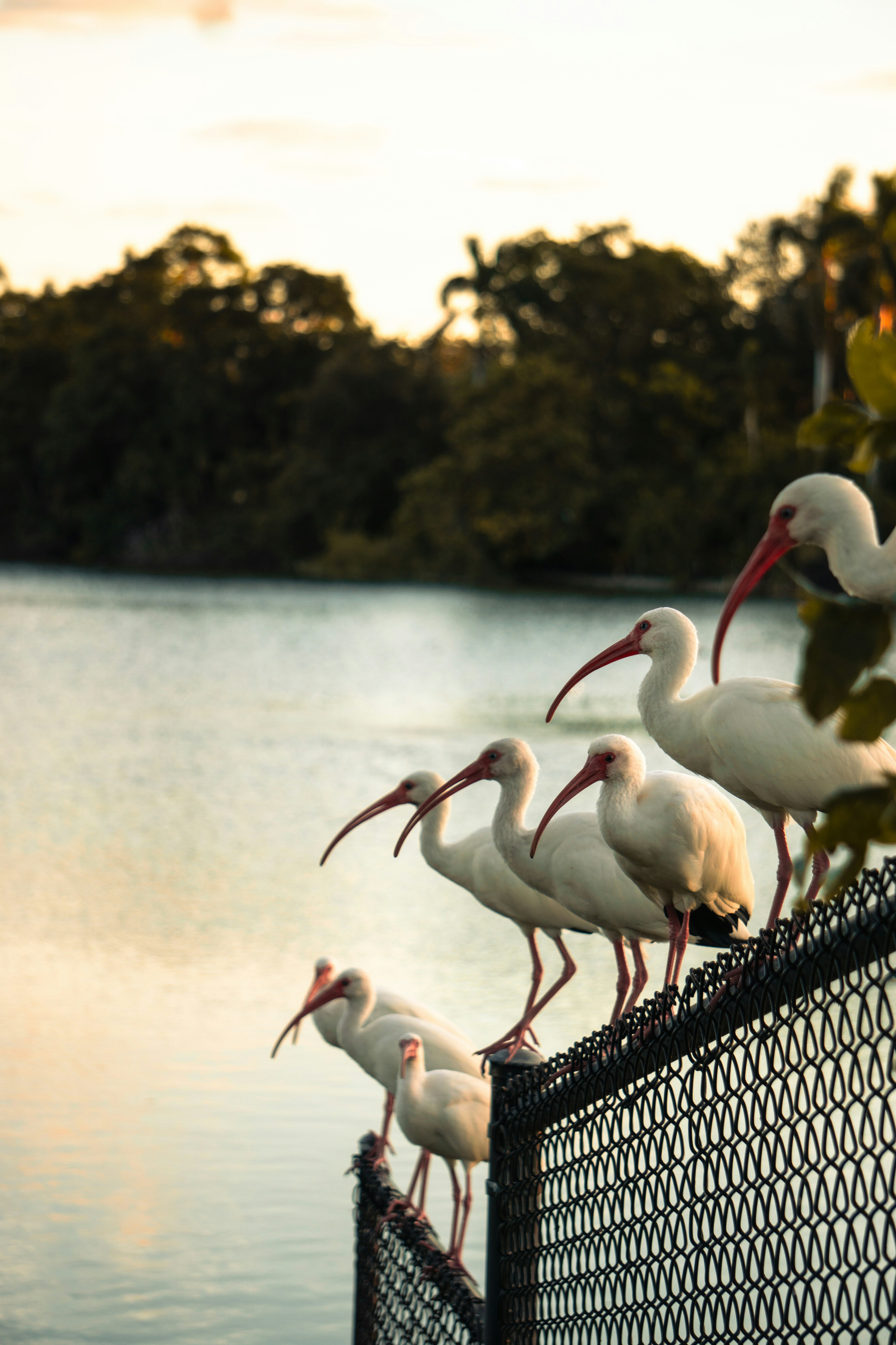 Curved Beaks and Chain-link Promise: A Row of Ibis on Sunset Rail