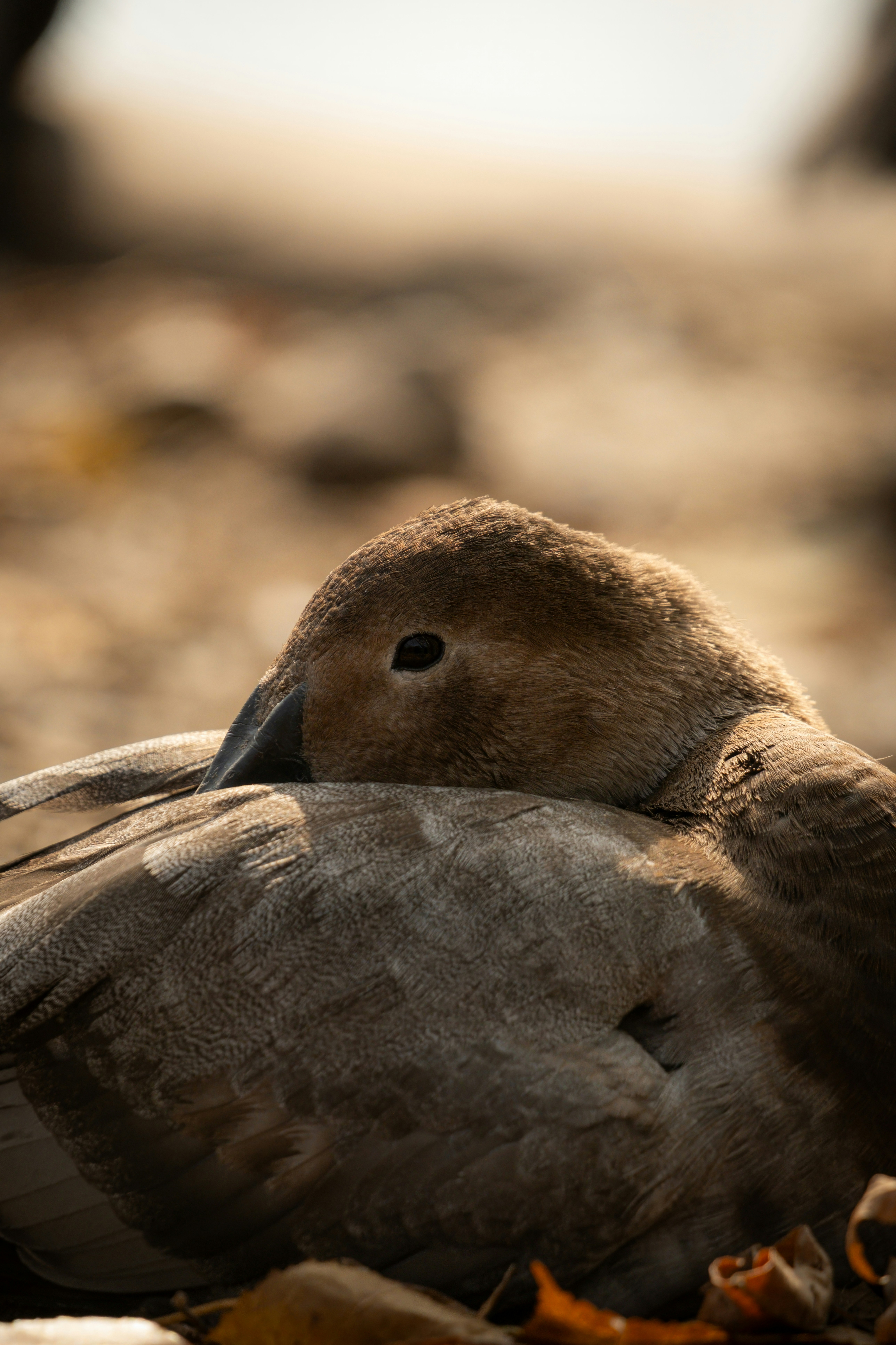 A close up of a bird laying on the ground photo – Free Duck Image on ...