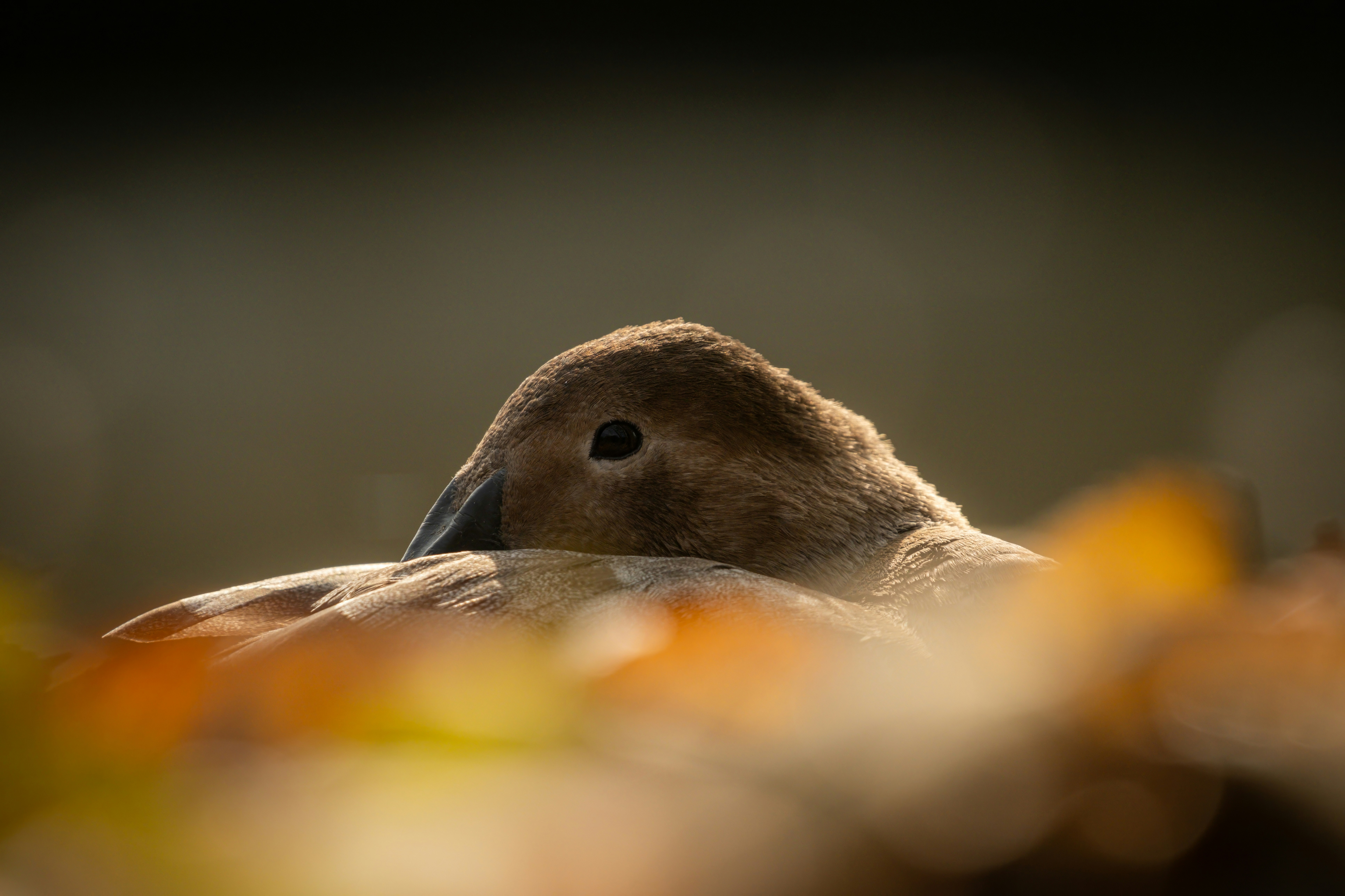 Hidden Head Above the Fallen Leaves