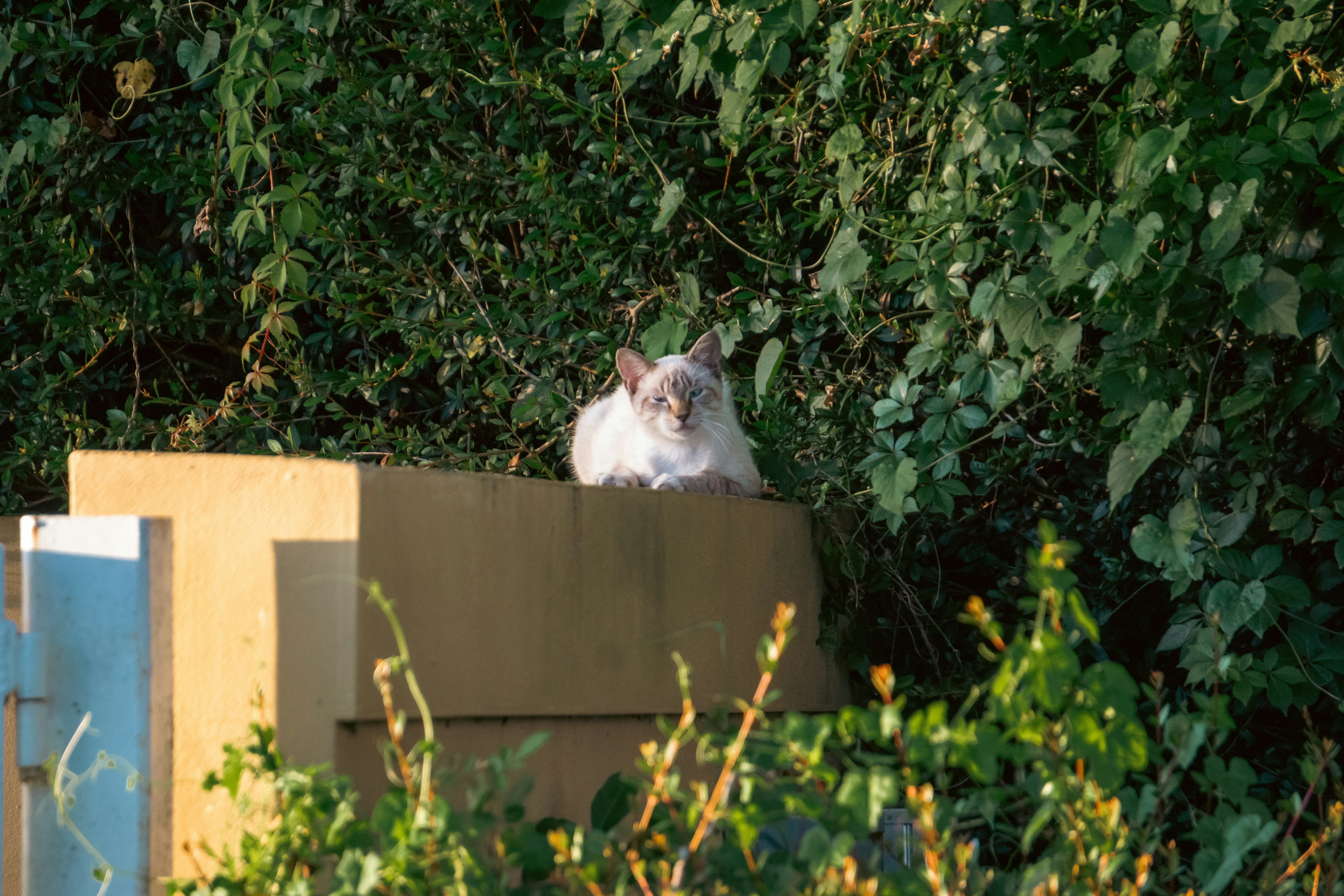 A serene cat lounges on a ledge, surrounded by lush greenery, creating a peaceful moment of nature and urban life intertwining.